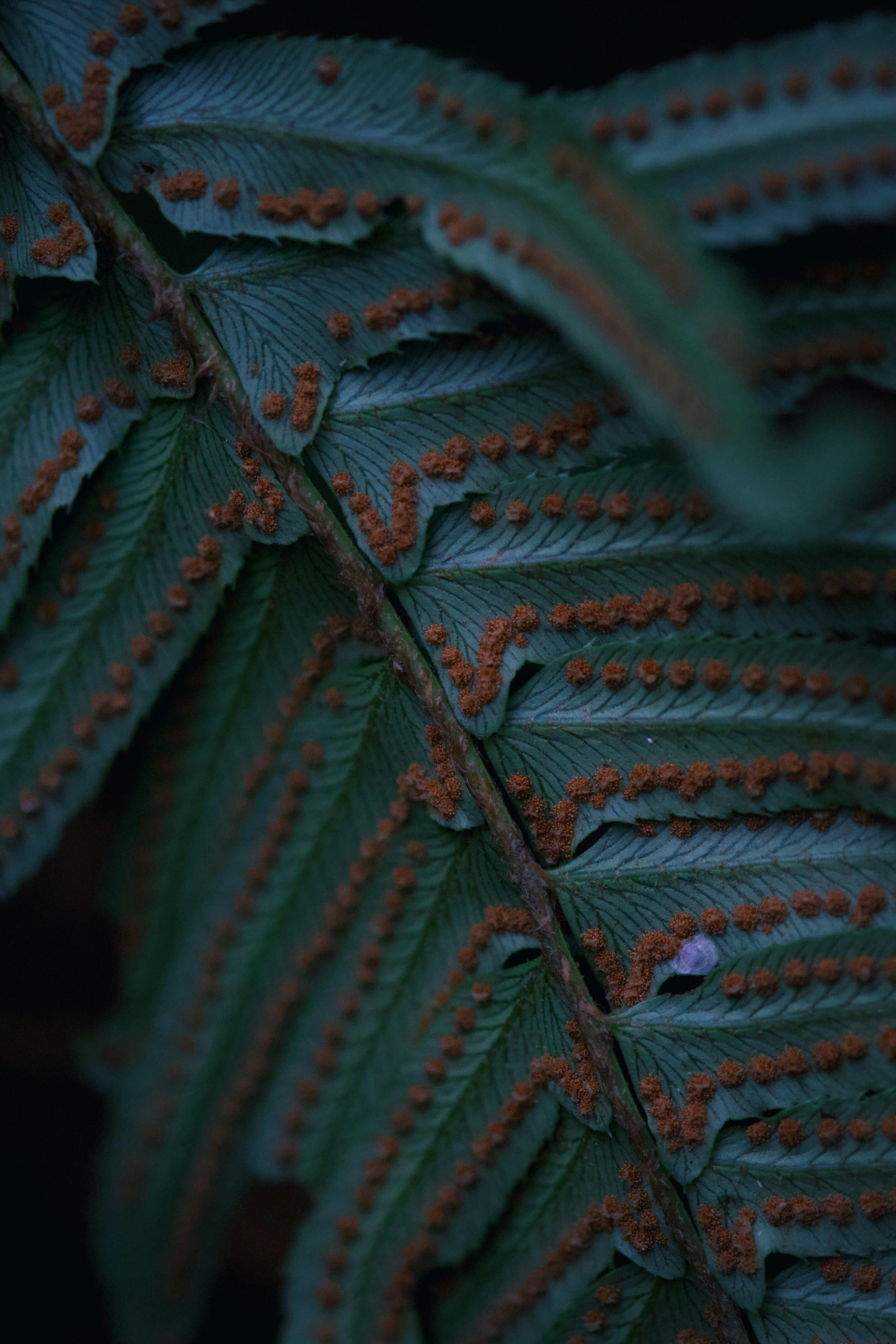 Mafia Background Photos, Download The BEST Free Mafia Background Stock ...