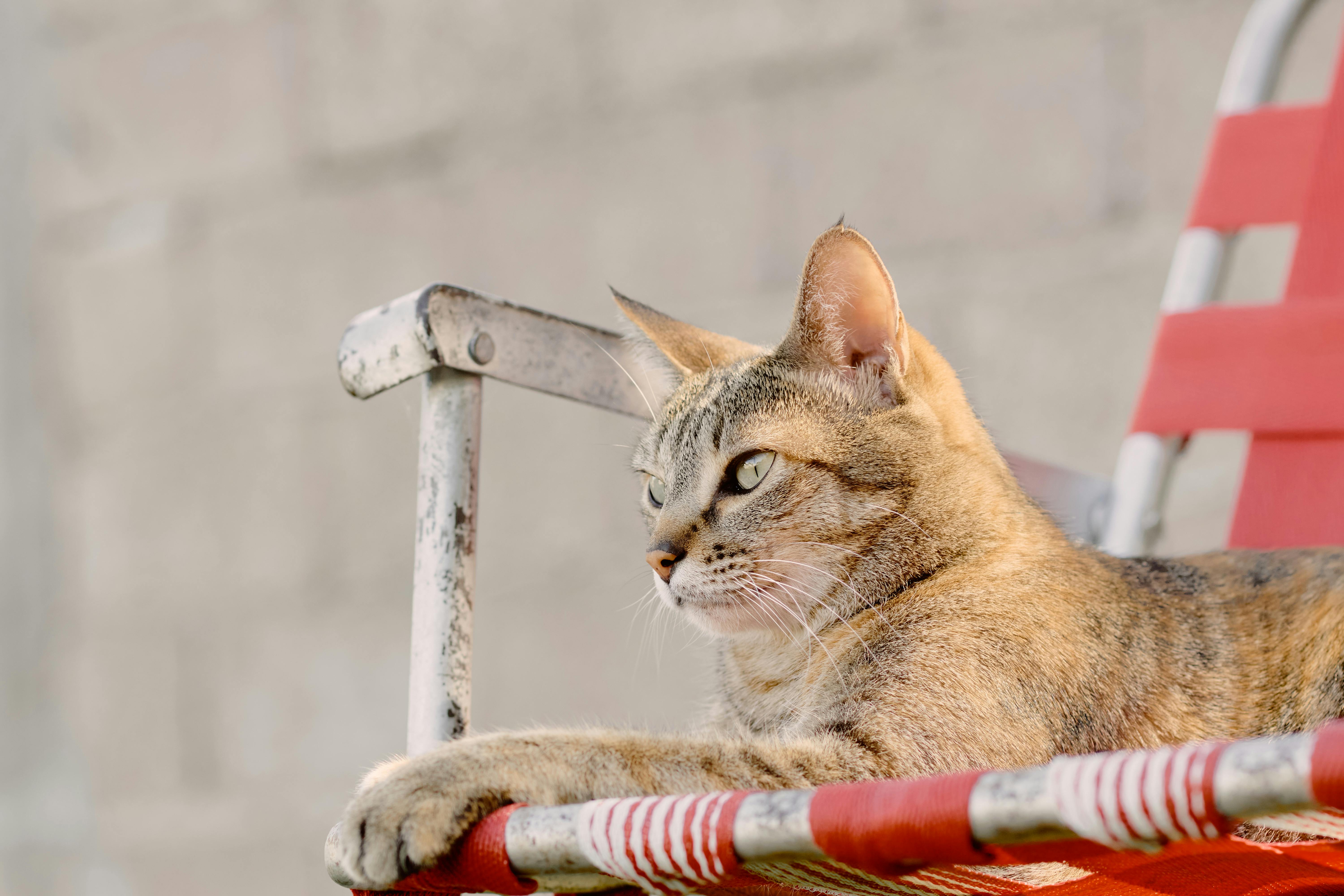 Cute+Imx+Girls Photos, Download The BEST Free Cute+Imx+Girls Stock ...