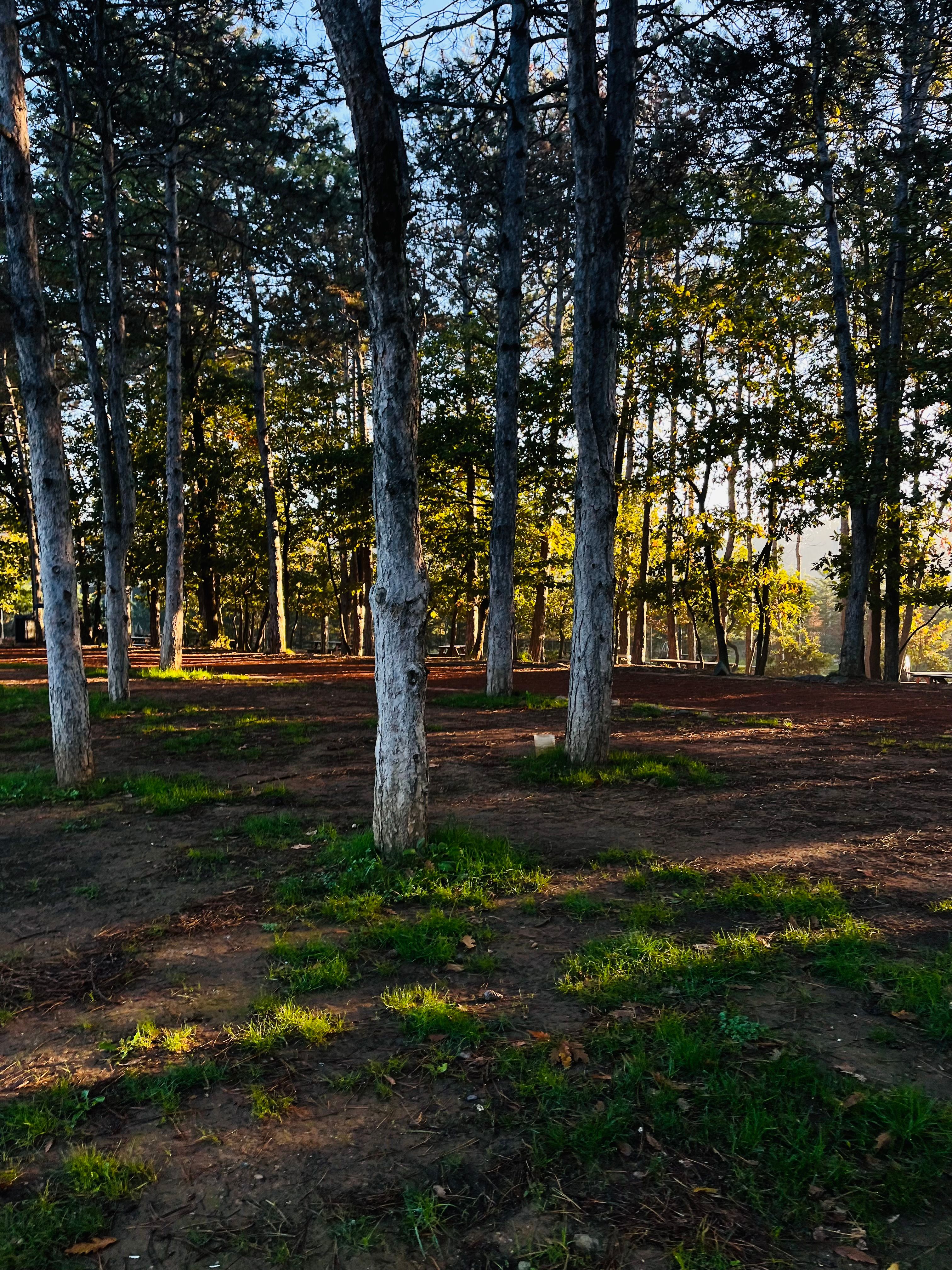 Sunlit Forest Clearing in Early Morning · Free Stock Photo