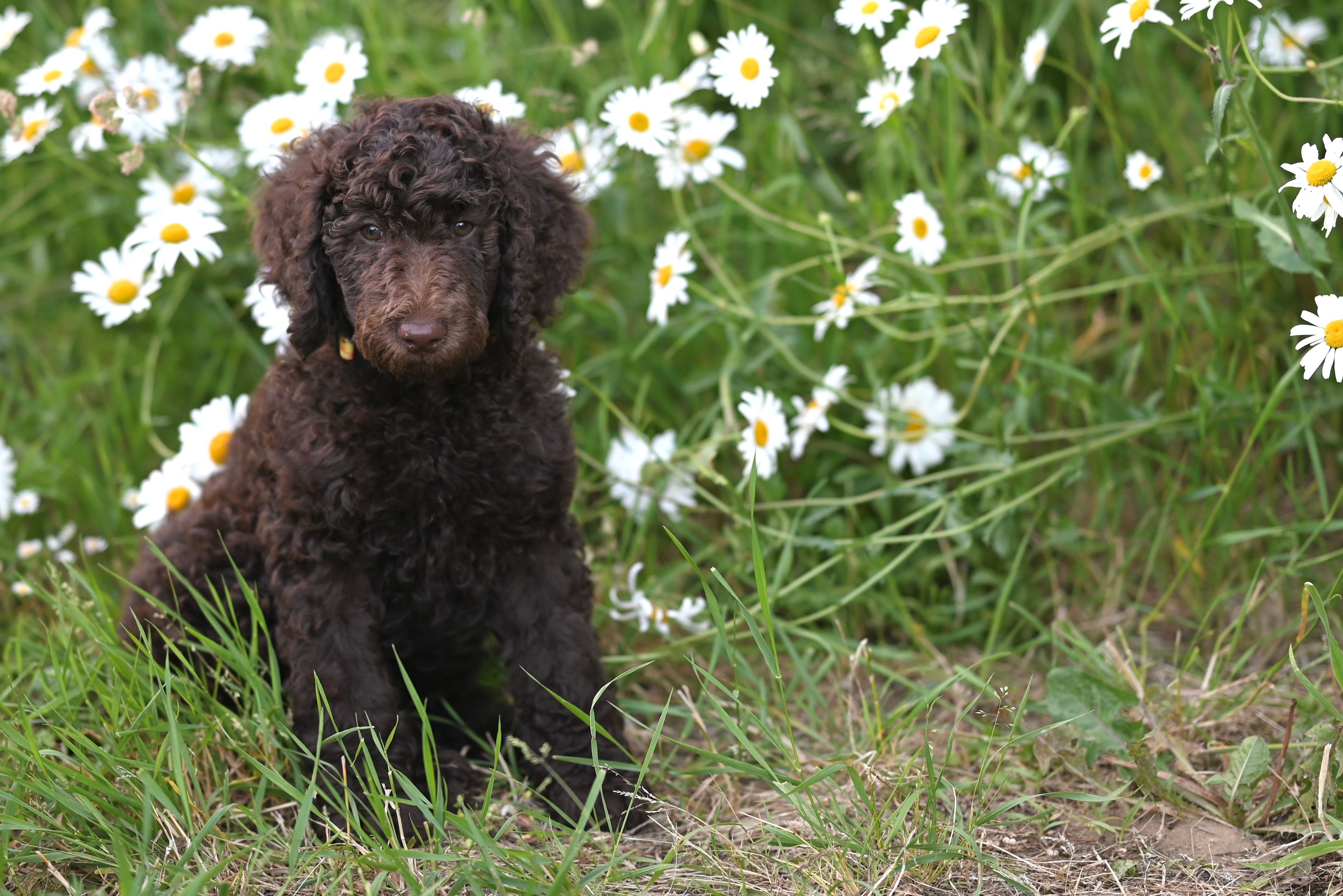 Puppies Spring Photos, Download The BEST Free Puppies Spring Stock ...