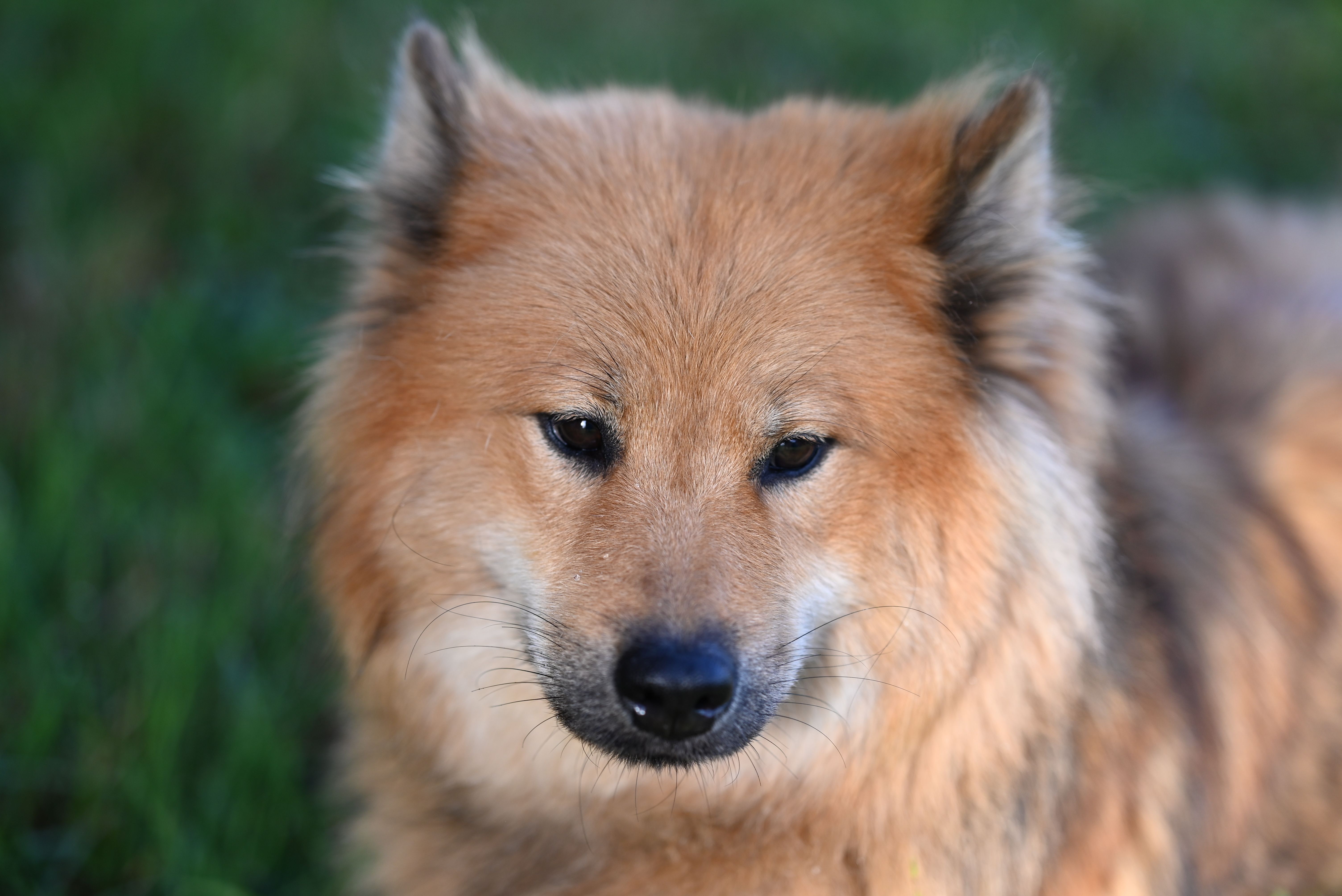 Cute Dog Backgrounds Photos, Download The BEST Free Cute Dog ...
