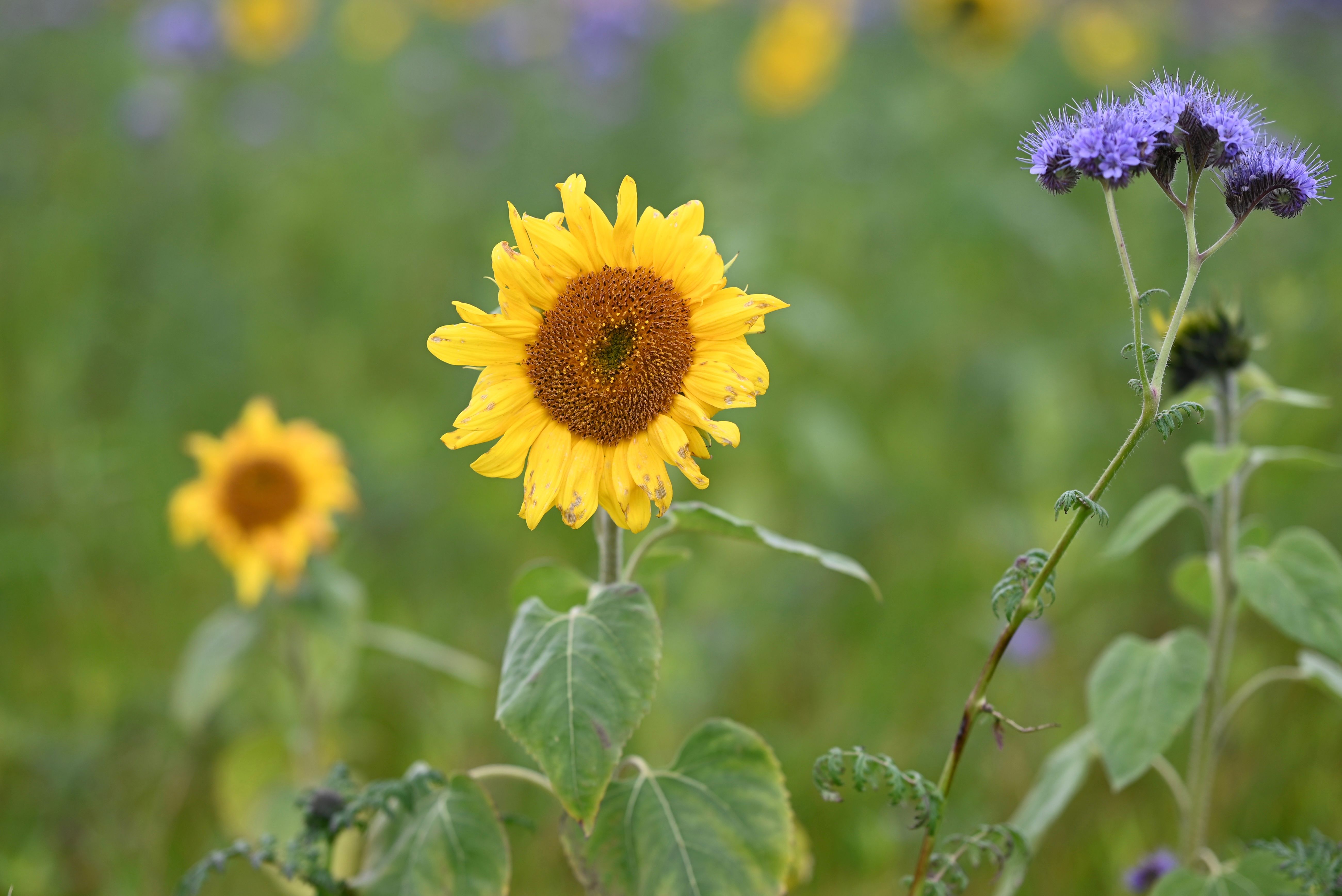 60.000+ Idfc Wallpaper Bilder und Fotos · Kostenlos Downloaden · Pexels ...
