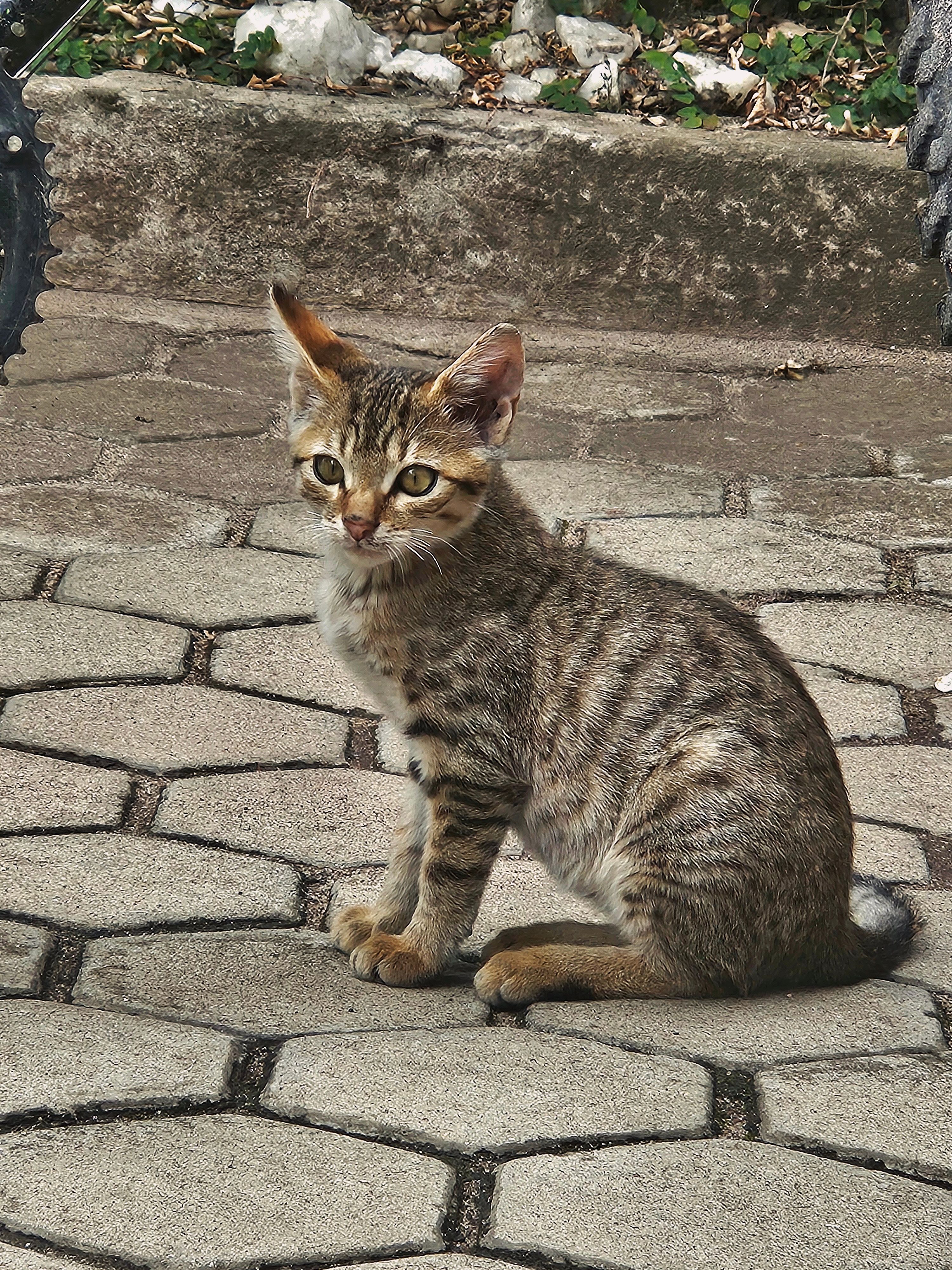 Goofy Cat Photos, Download The BEST Free Goofy Cat Stock Photos & HD Images