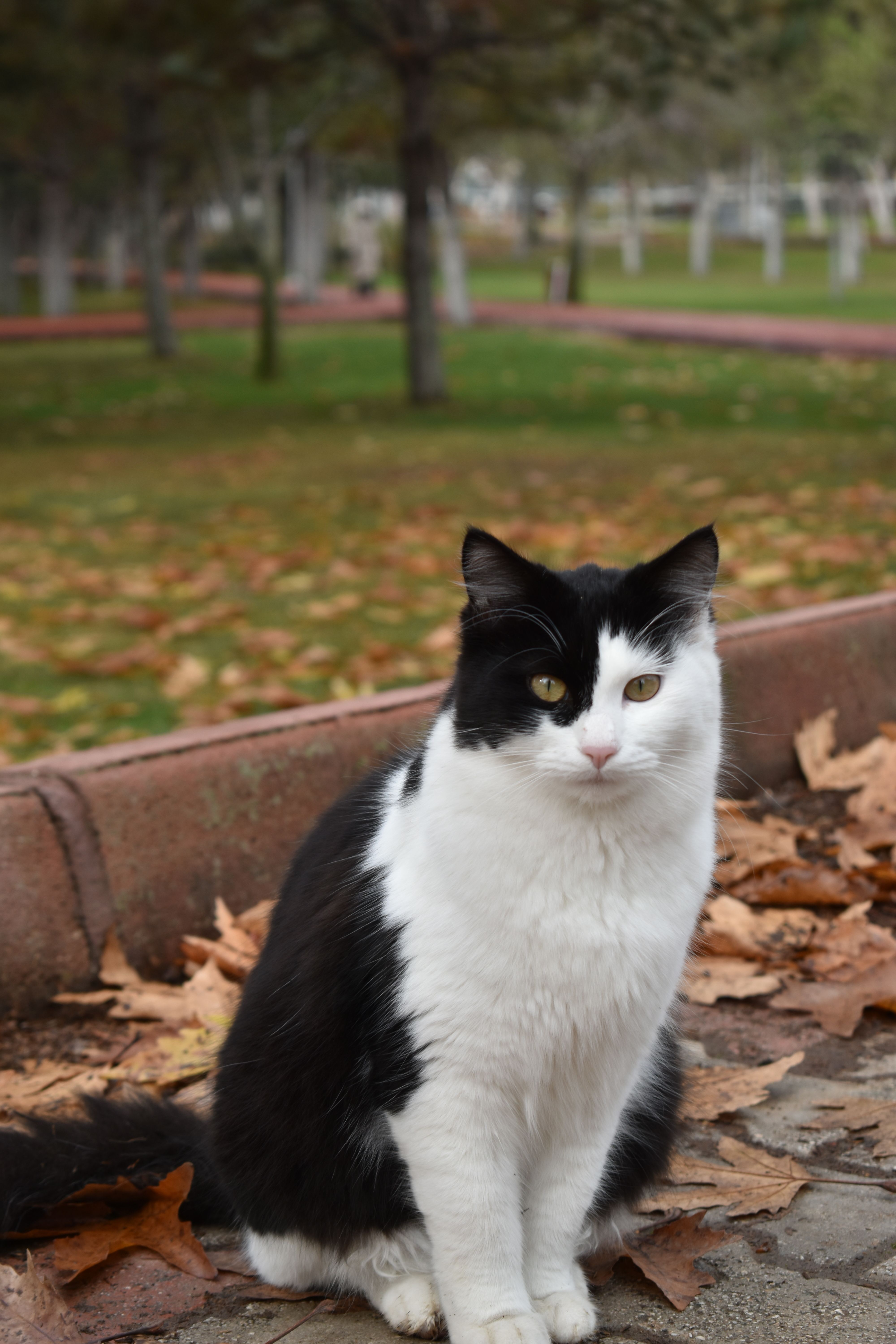 Goofy Cat Photos, Download The BEST Free Goofy Cat Stock Photos & HD Images
