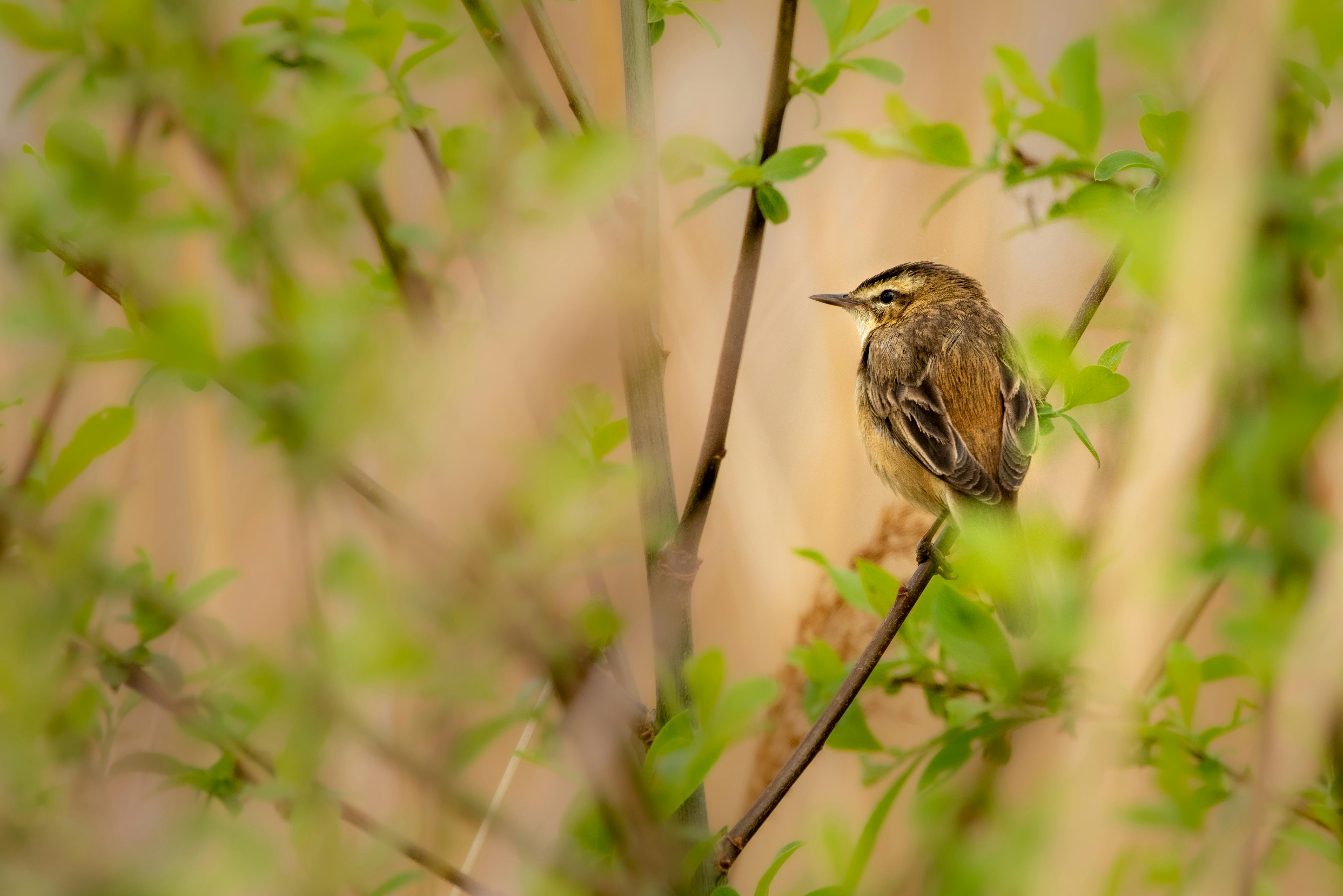 Video+English+Wala Photos, Download The BEST Free Video+English+Wala ...