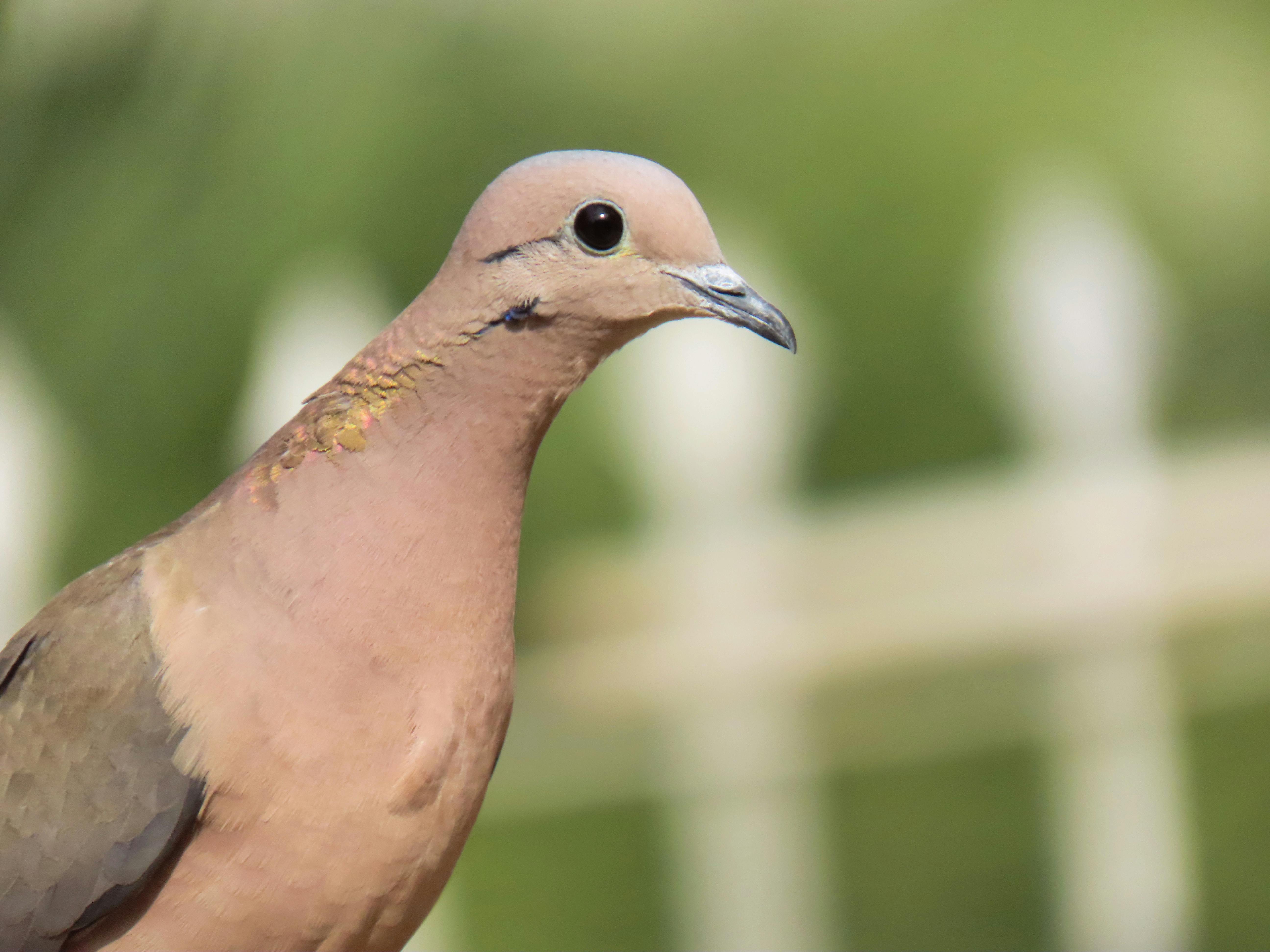 Close-up of a Mourning Dove in Santa Maria · Free Stock Photo