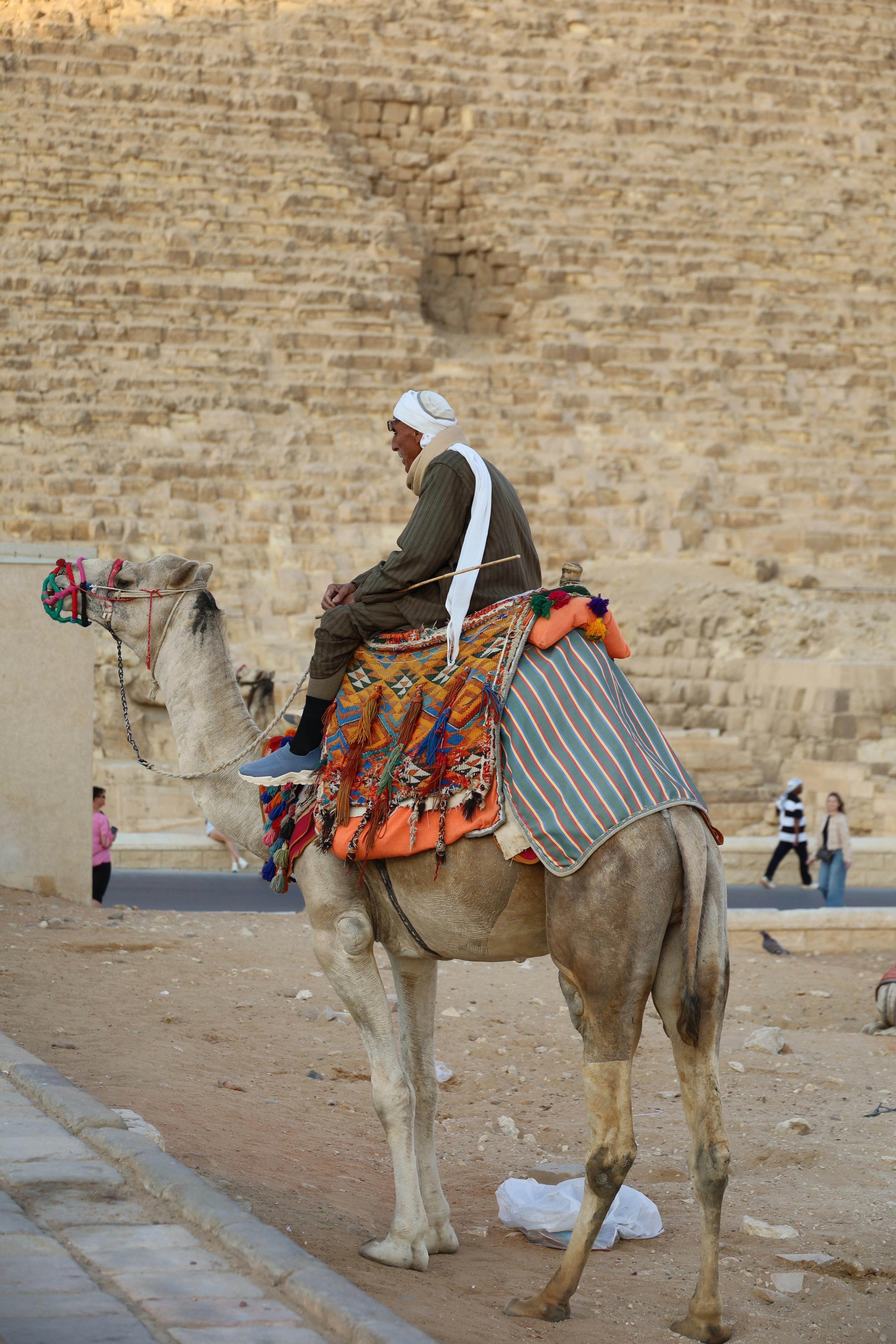 Funny Camel Photos, Download The BEST Free Funny Camel Stock Photos ...