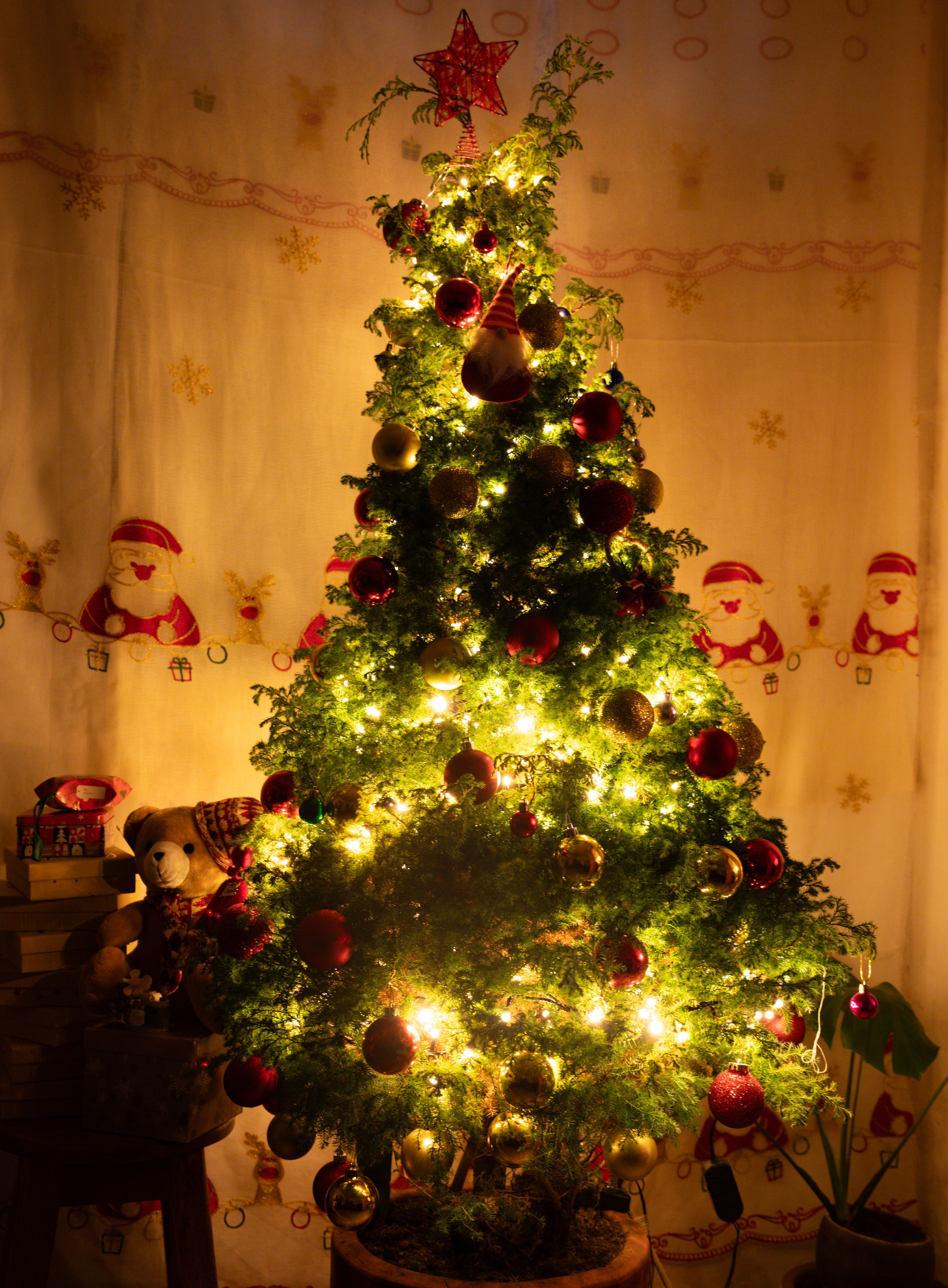 Donald Trump Santa Photos, Download The BEST Free Donald Trump Santa ...