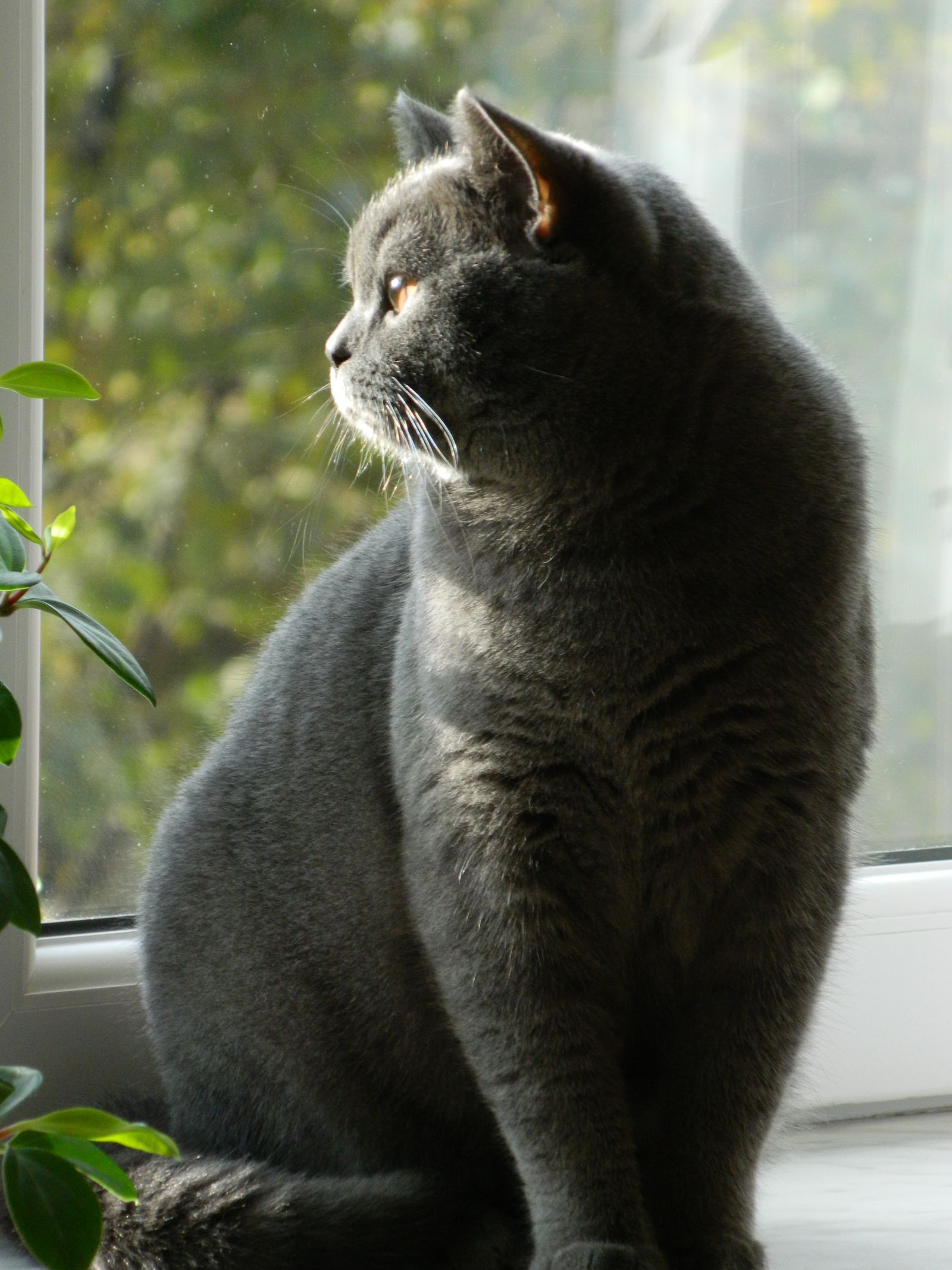 Cat Pfp Photos, Download The BEST Free Cat Pfp Stock Photos & HD Images