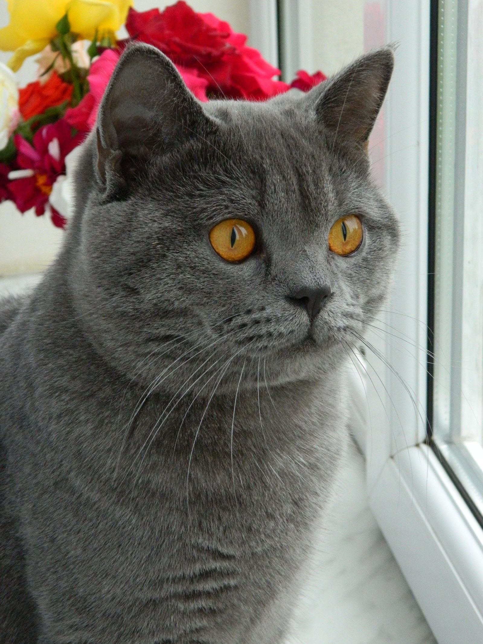 Cat Pfp Photos, Download The BEST Free Cat Pfp Stock Photos & HD Images