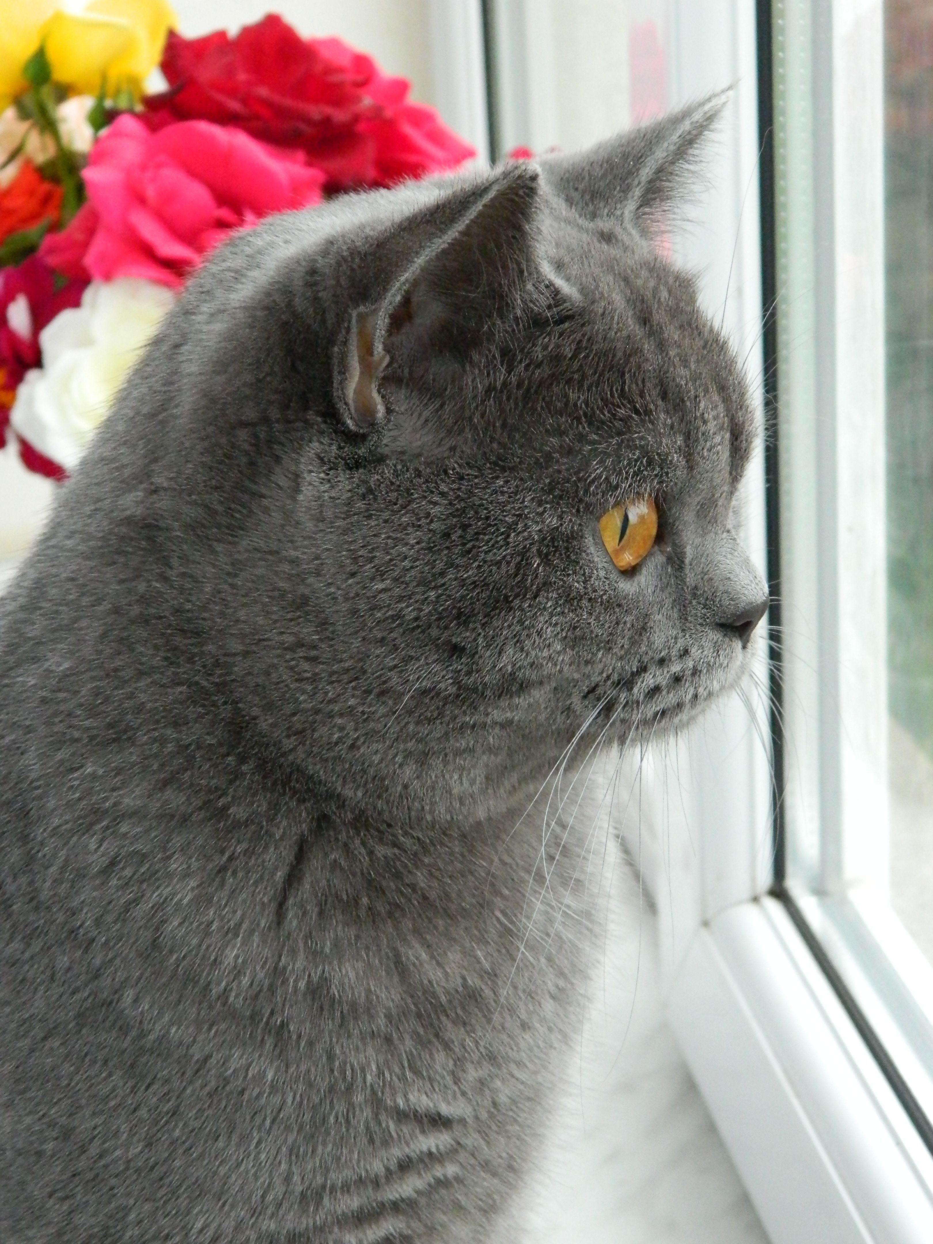 Cat Profile Photos, Download The BEST Free Cat Profile Stock Photos ...