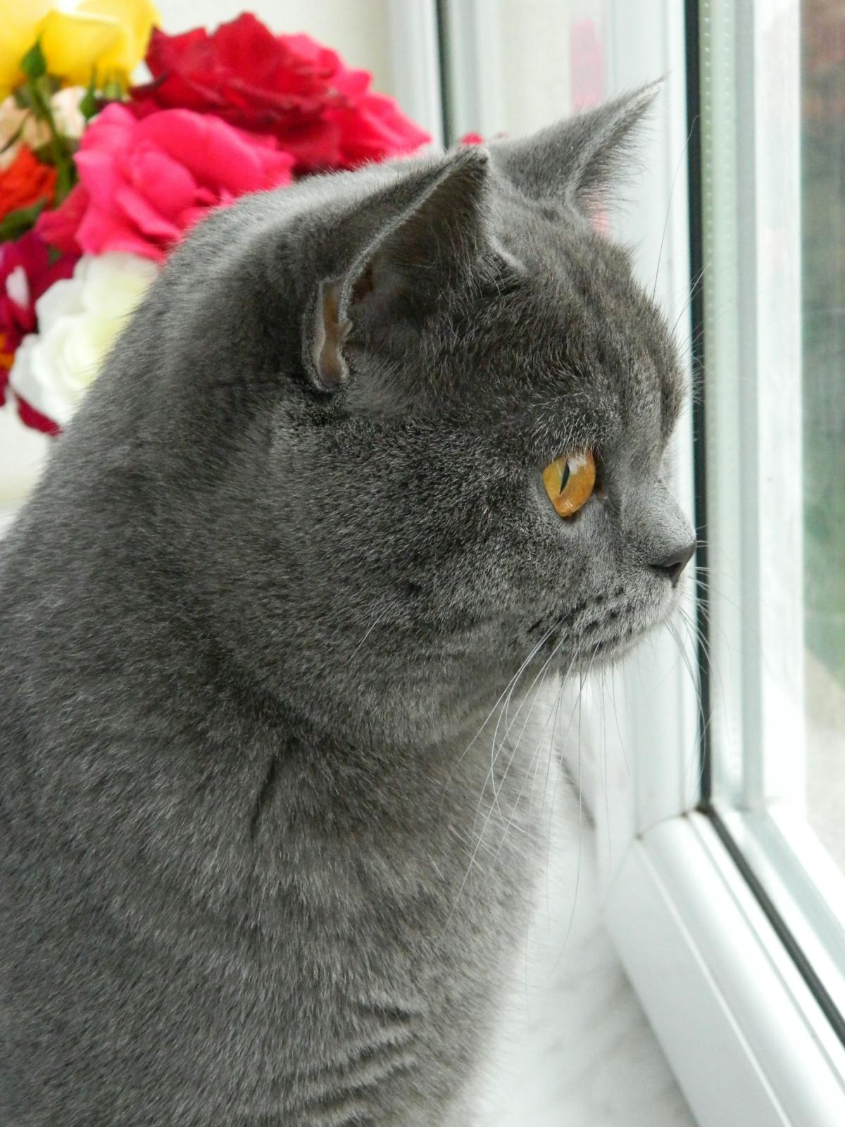 Cat Pfp Photos, Download The BEST Free Cat Pfp Stock Photos & HD Images