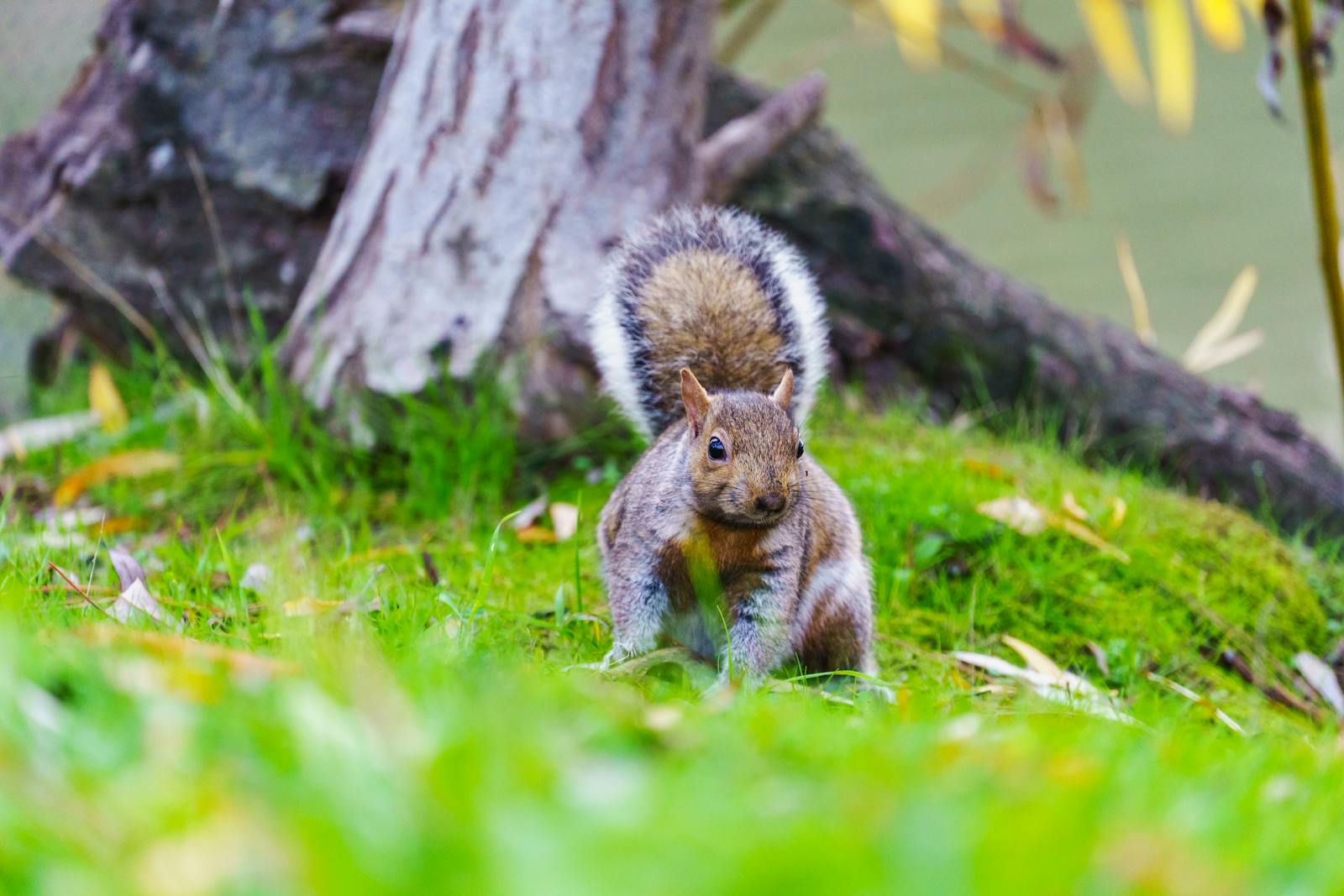 Free Pix Photos, Download The BEST Free Free Pix Stock Photos & HD Images