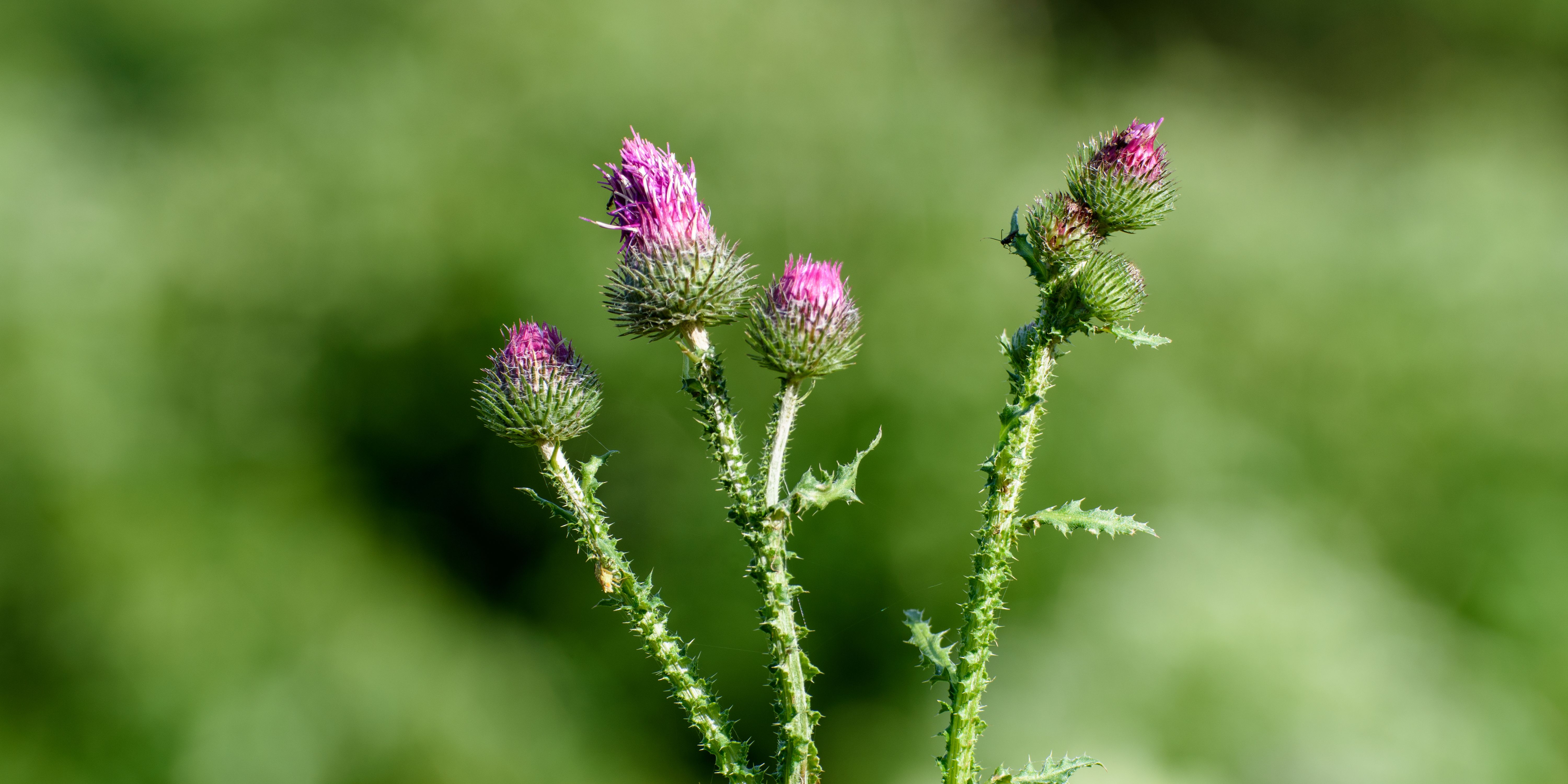 Close-up of Wild Thistle with Purple Blooms Outdoors · Free Stock Photo