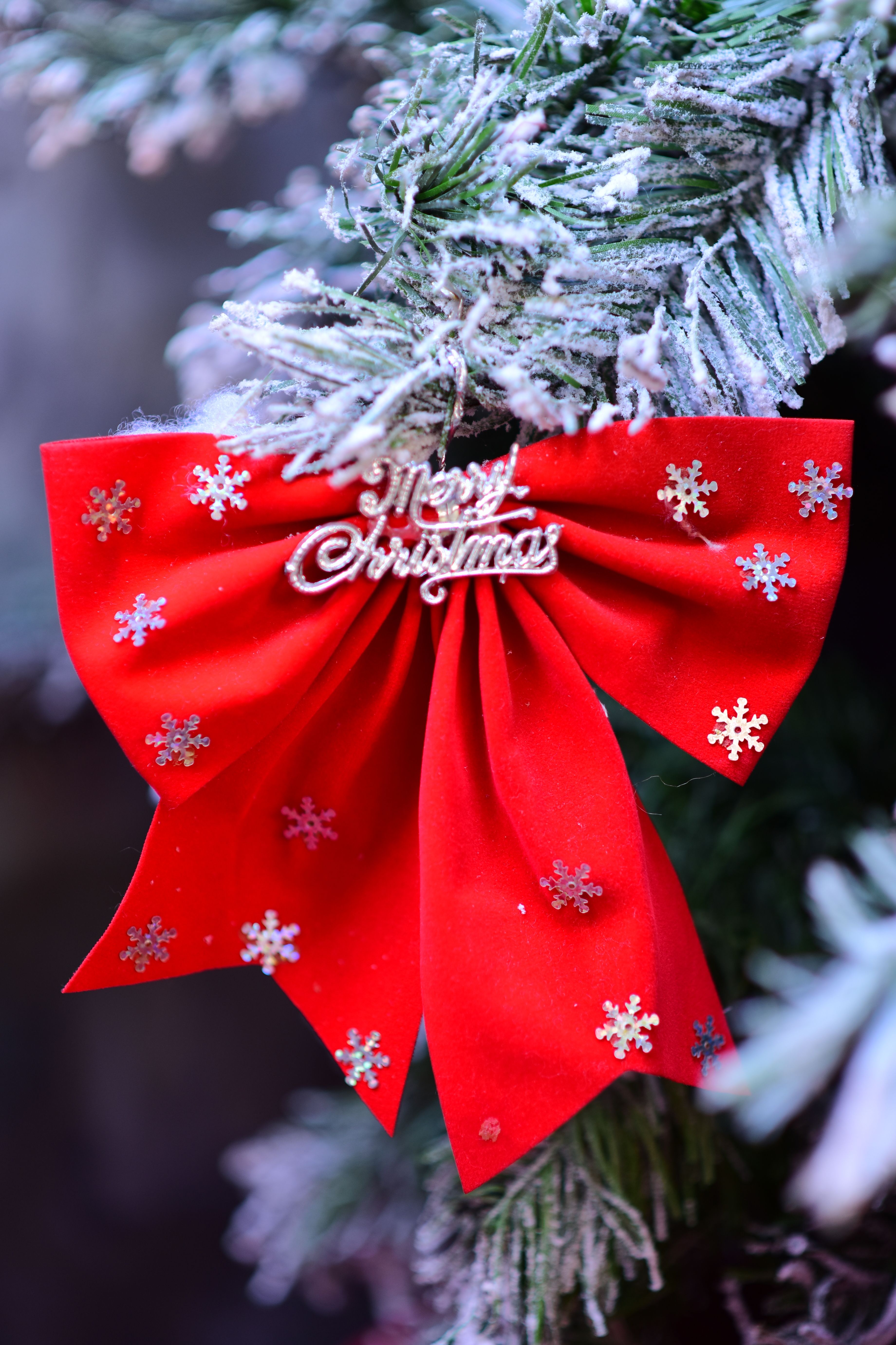 Festive Red Christmas Bow on Snowy Pine Tree · Free Stock Photo