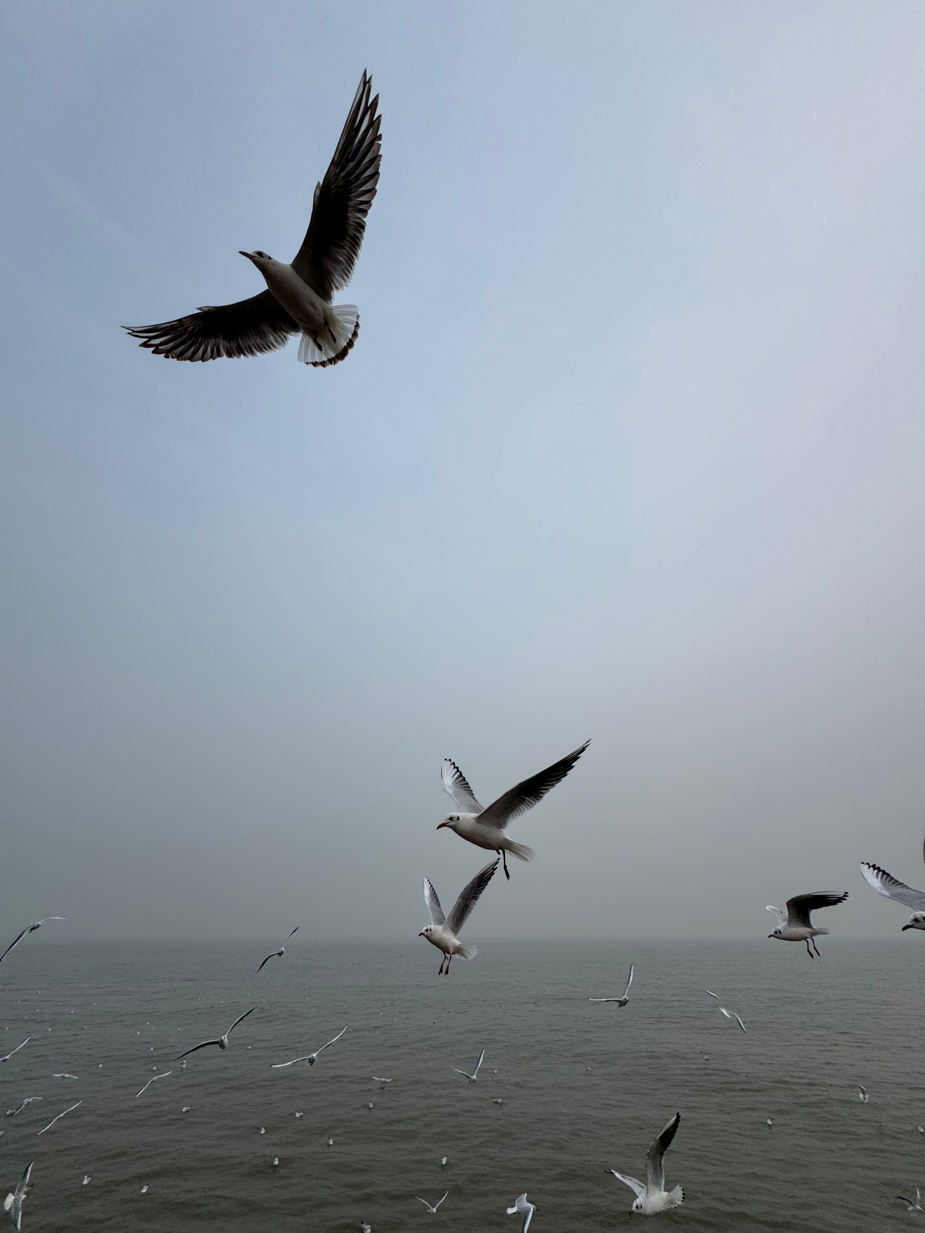 Flying Animals Photos, Download The BEST Free Flying Animals Stock ...
