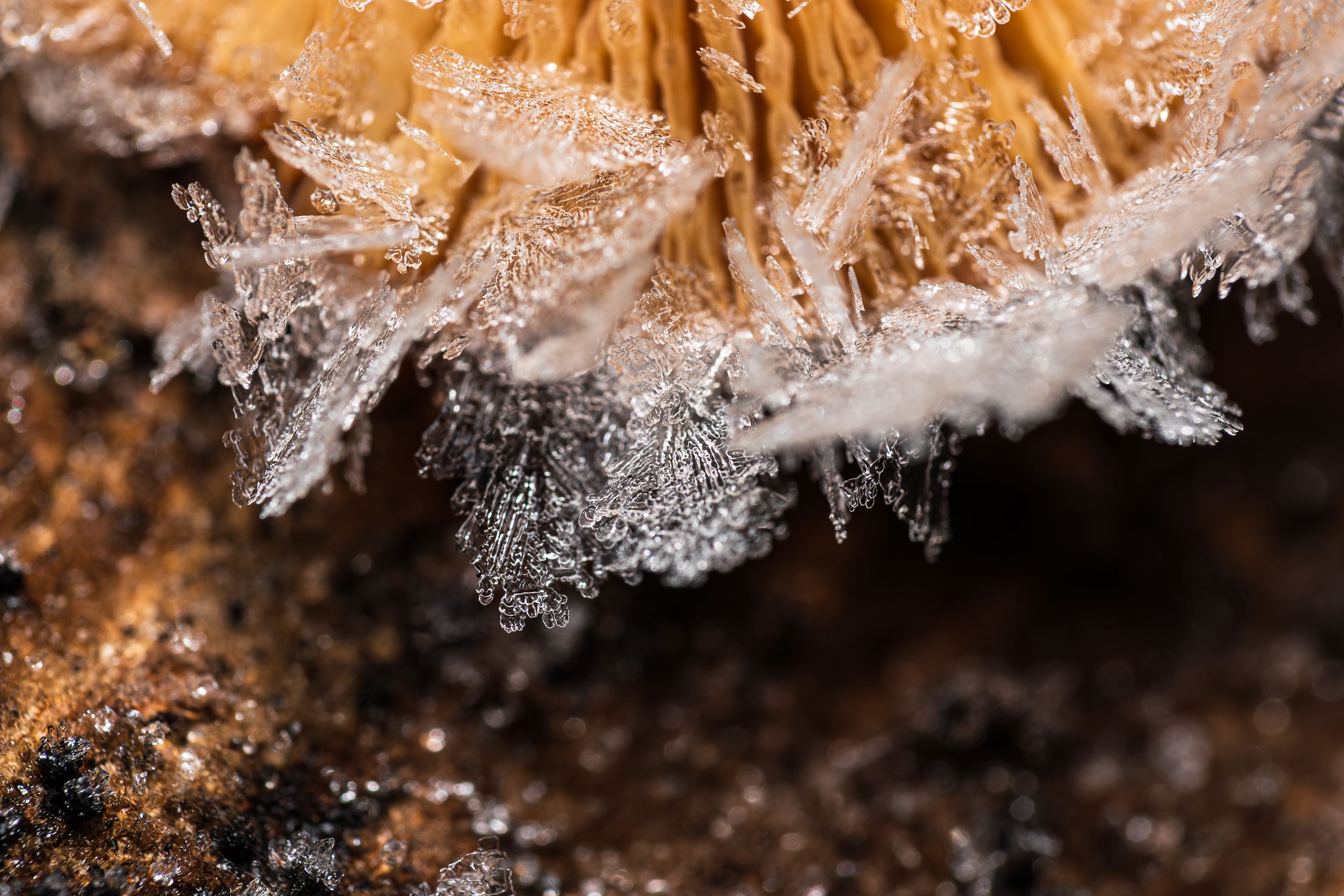 Close-Up of Ice Crystals on Mossy Surface · Free Stock Photo