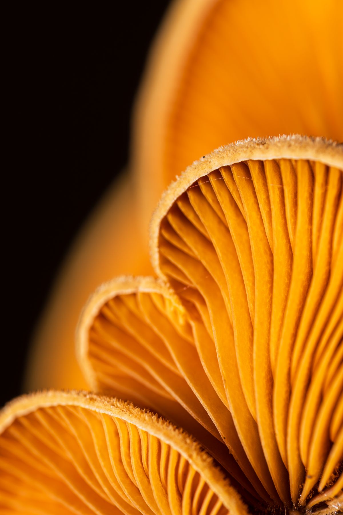 Close Up Of Large Clits Photos Download The Best Free Close Up Of