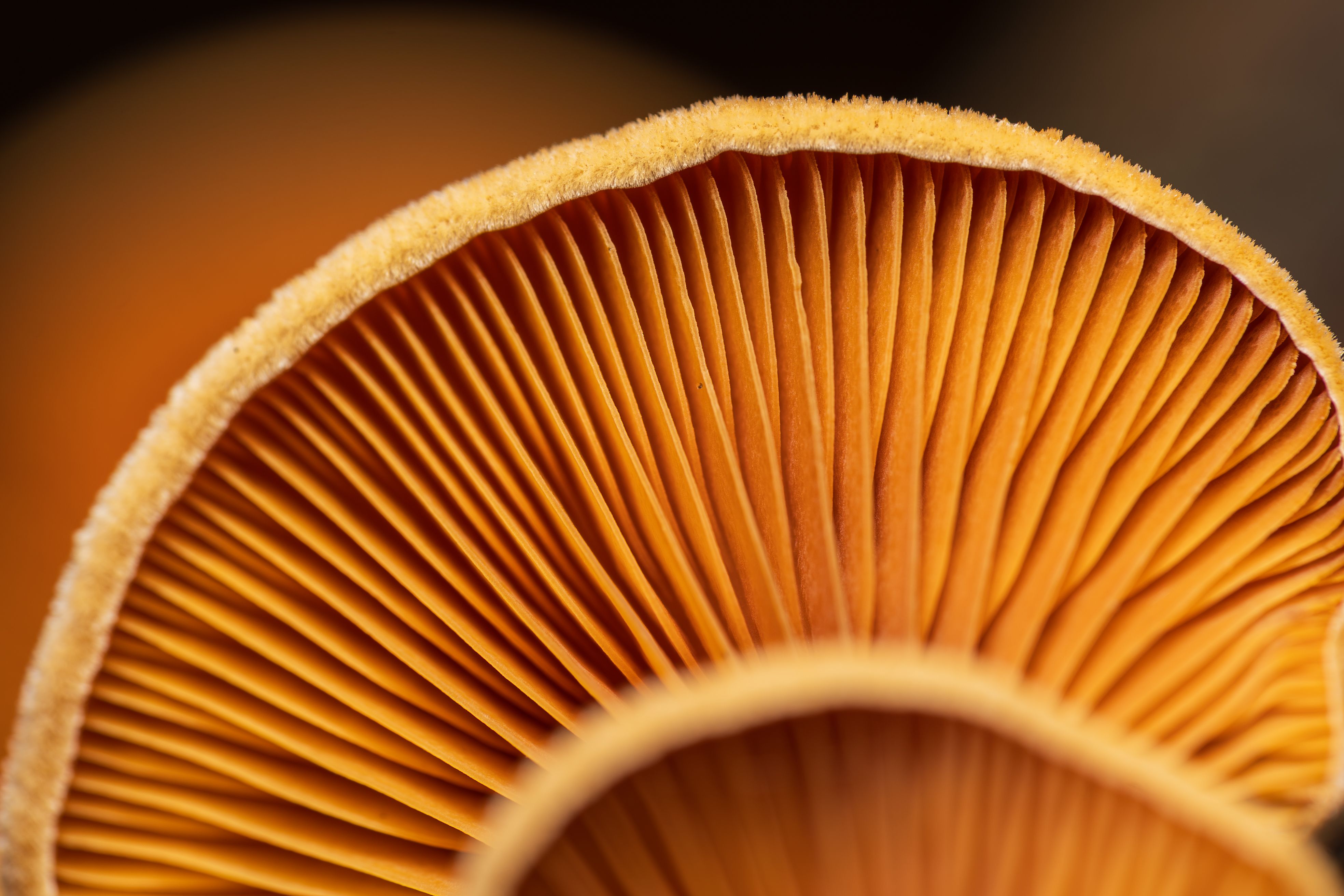 Close-up of Vibrant Mushroom Gills Details · Free Stock Photo