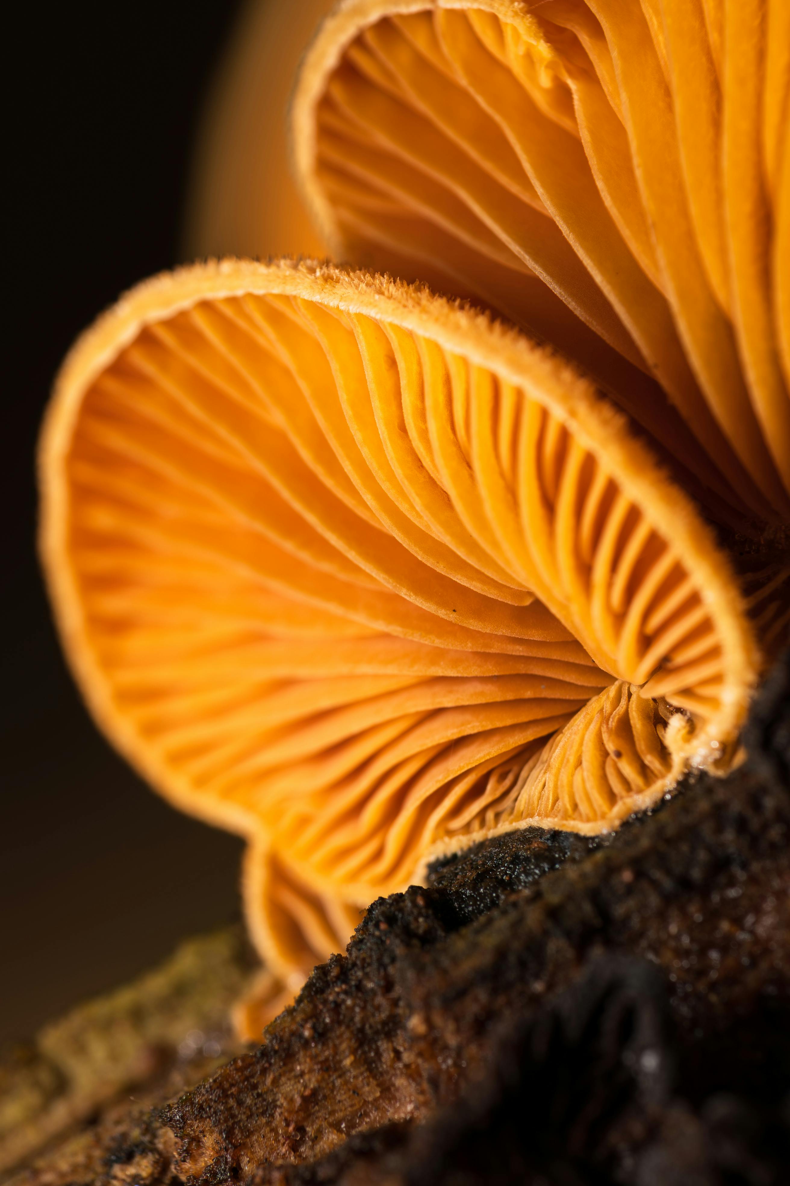 Cg+Ambient+Texture Photos, Download The BEST Free Cg+Ambient+Texture ...