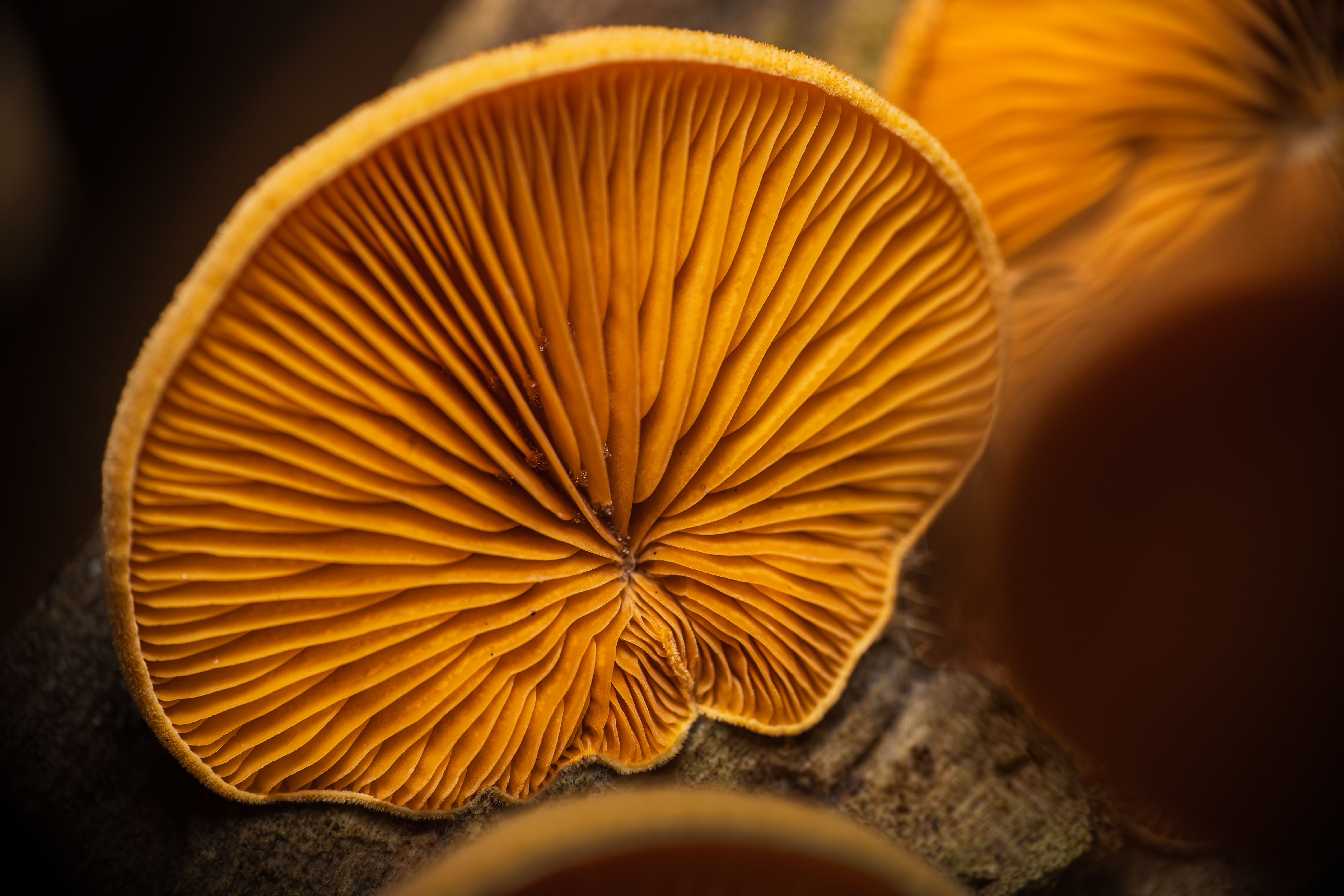 Valuri De Fungal Photos, Download The BEST Free Valuri De Fungal Stock ...
