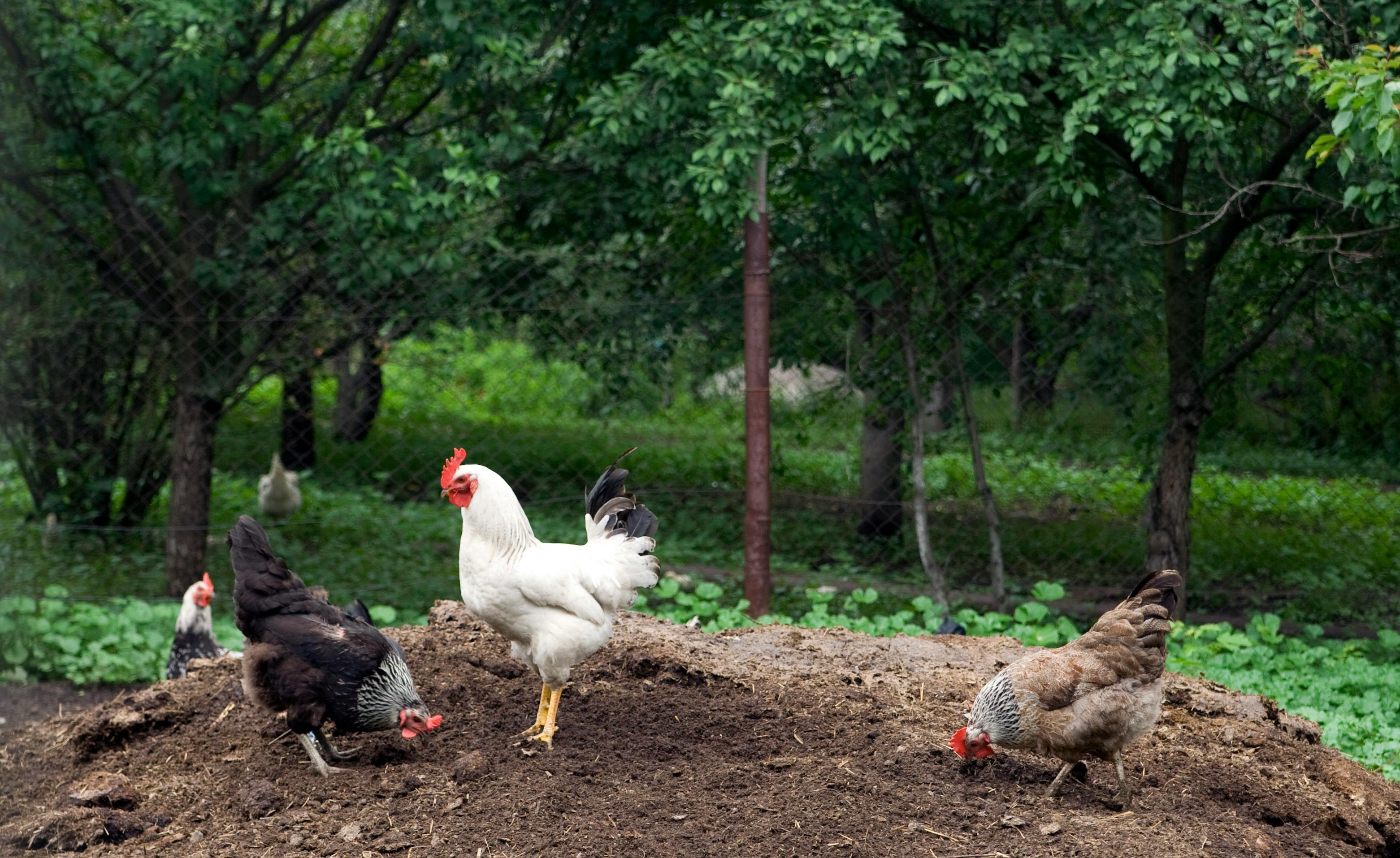 Free-range Chickens in a Rural Farm Setting · Free Stock Photo