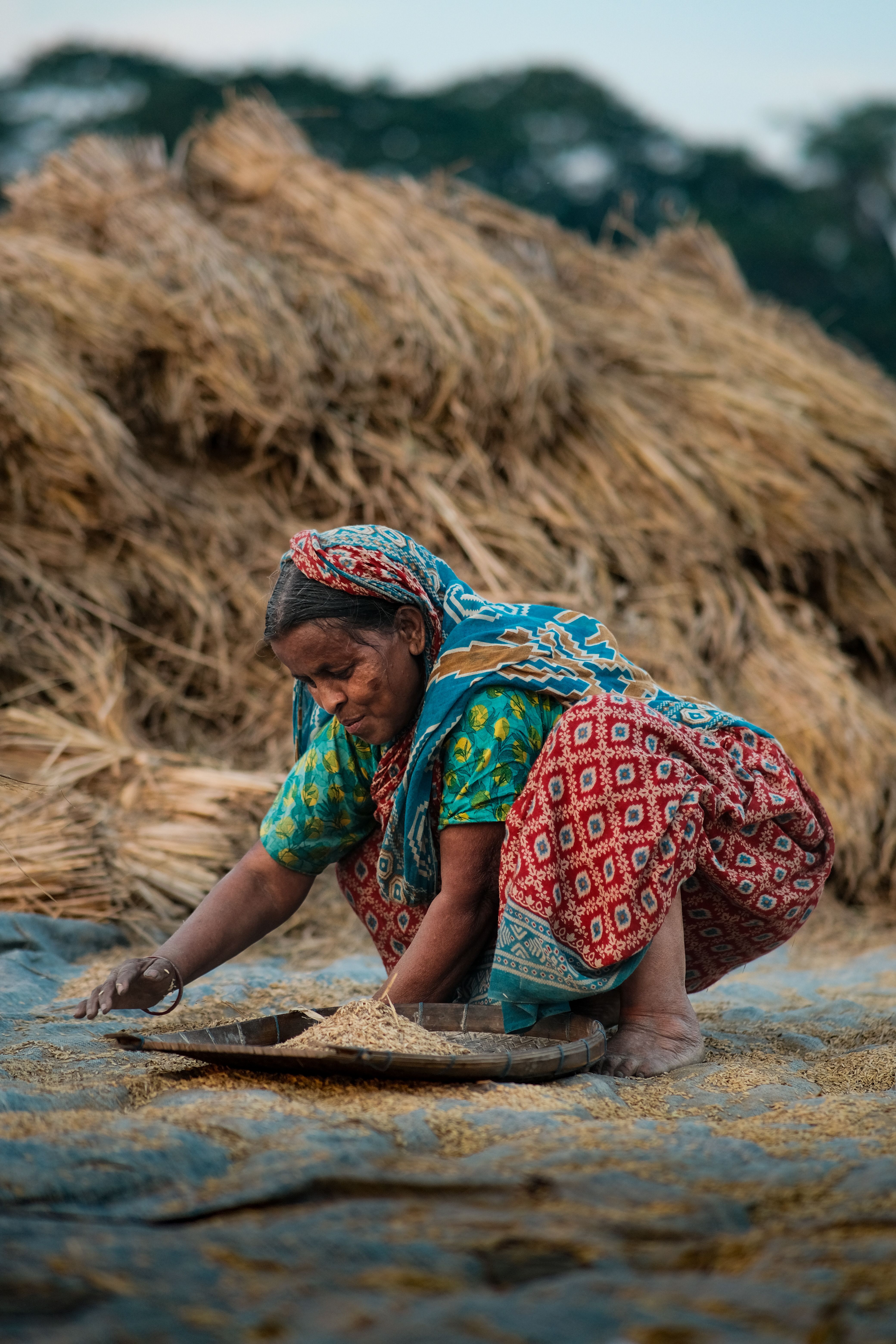 Rural Woman Harvesting Grains Outdoors · Free Stock Photo