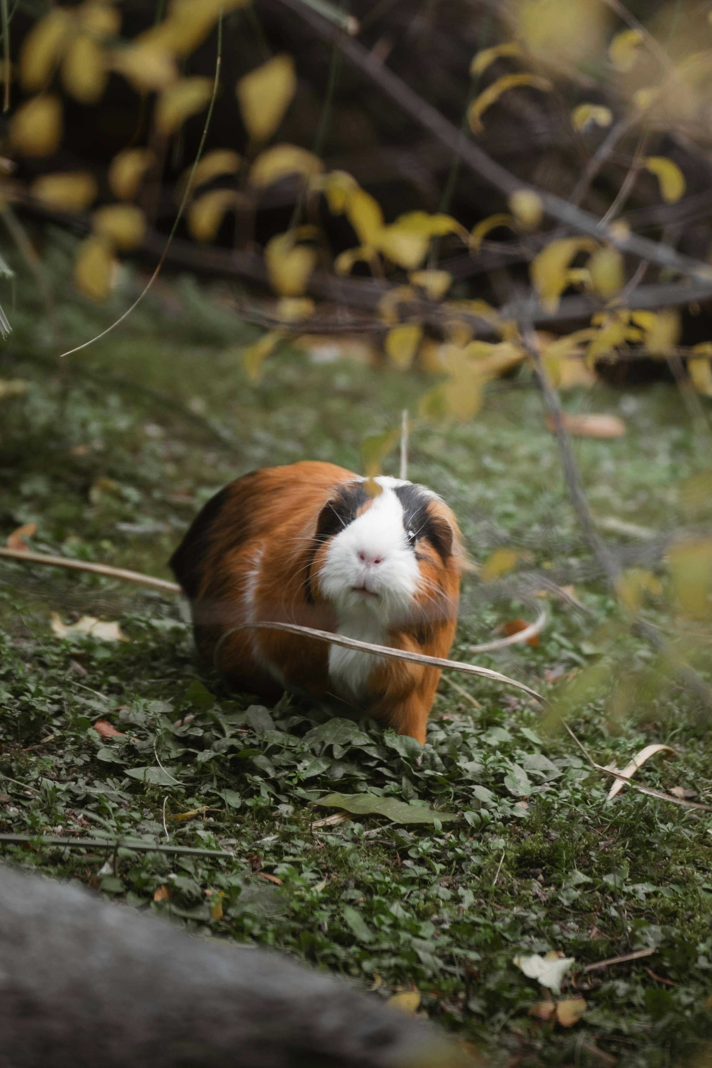 Desktop Wallpaper 4k Capybara Photos, Download The BEST Free Desktop ...