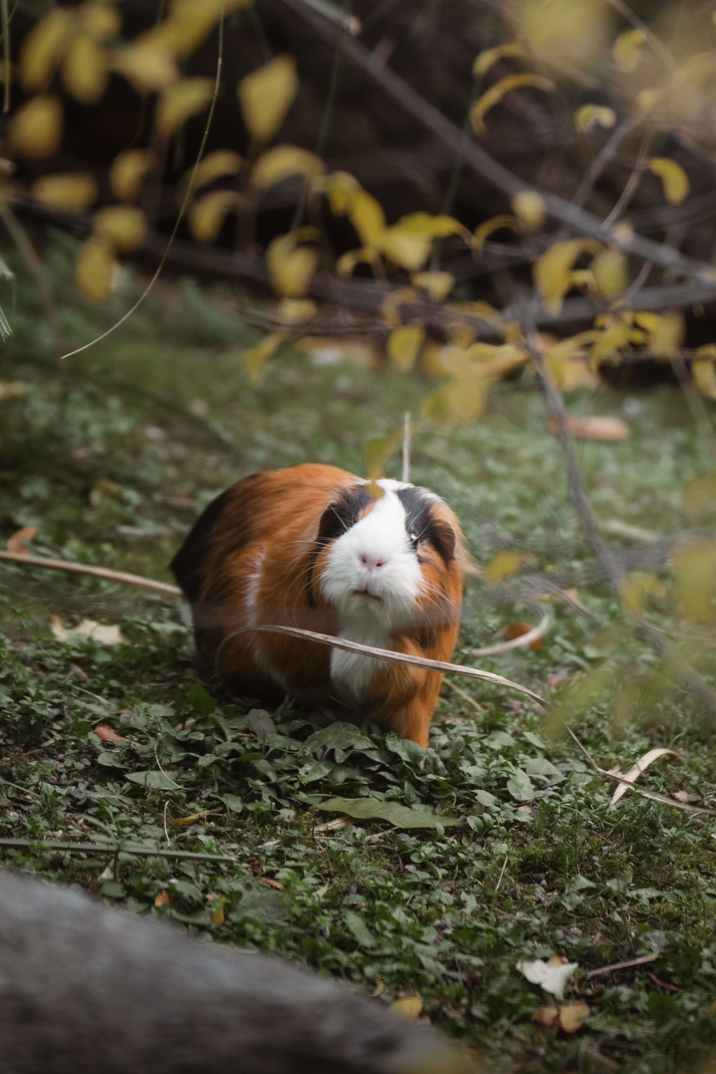 Cute Guinea Pigs Photos, Download The BEST Free Cute Guinea Pigs Stock ...