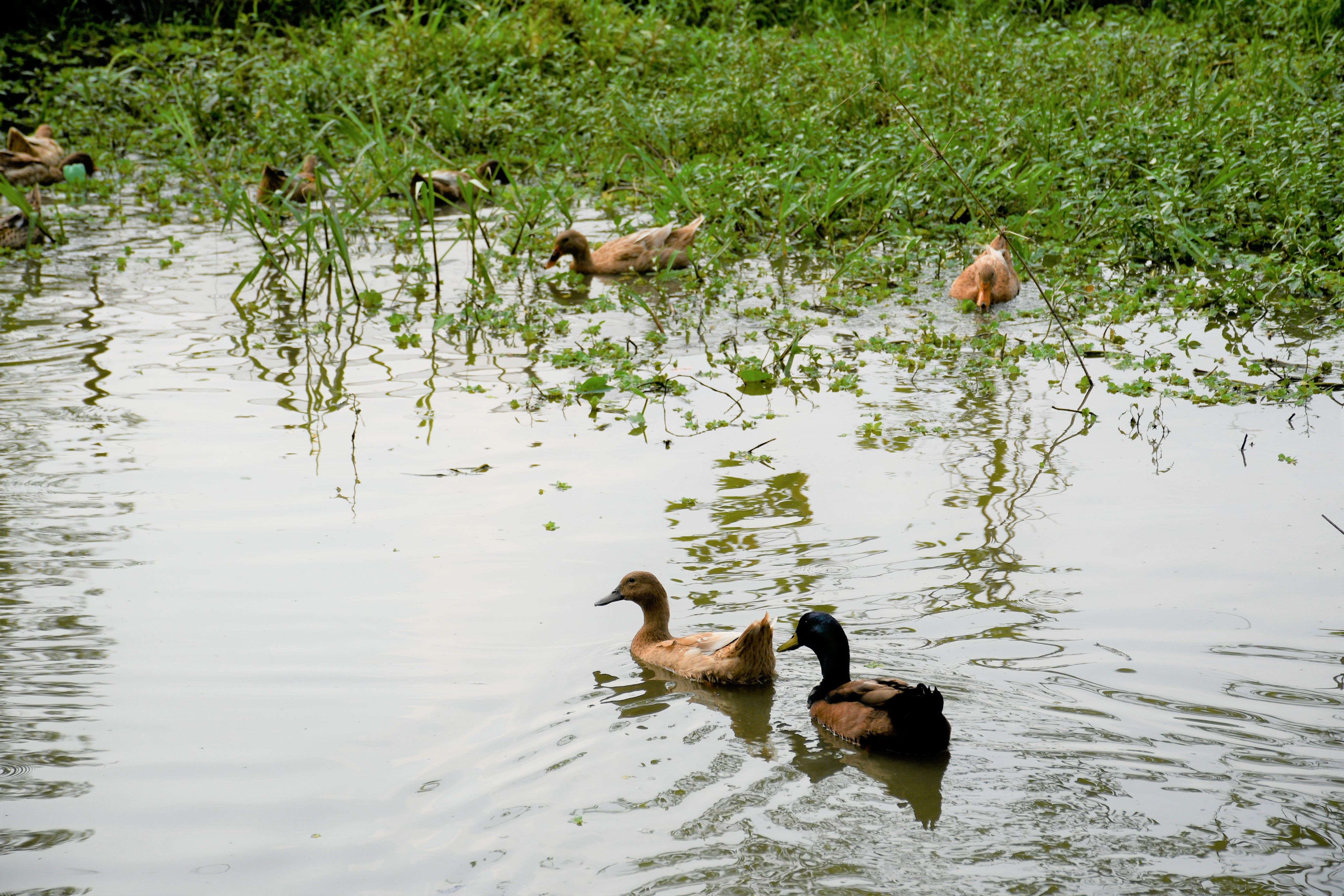 Ducks Photos, Download The BEST Free Ducks Stock Photos & HD Images