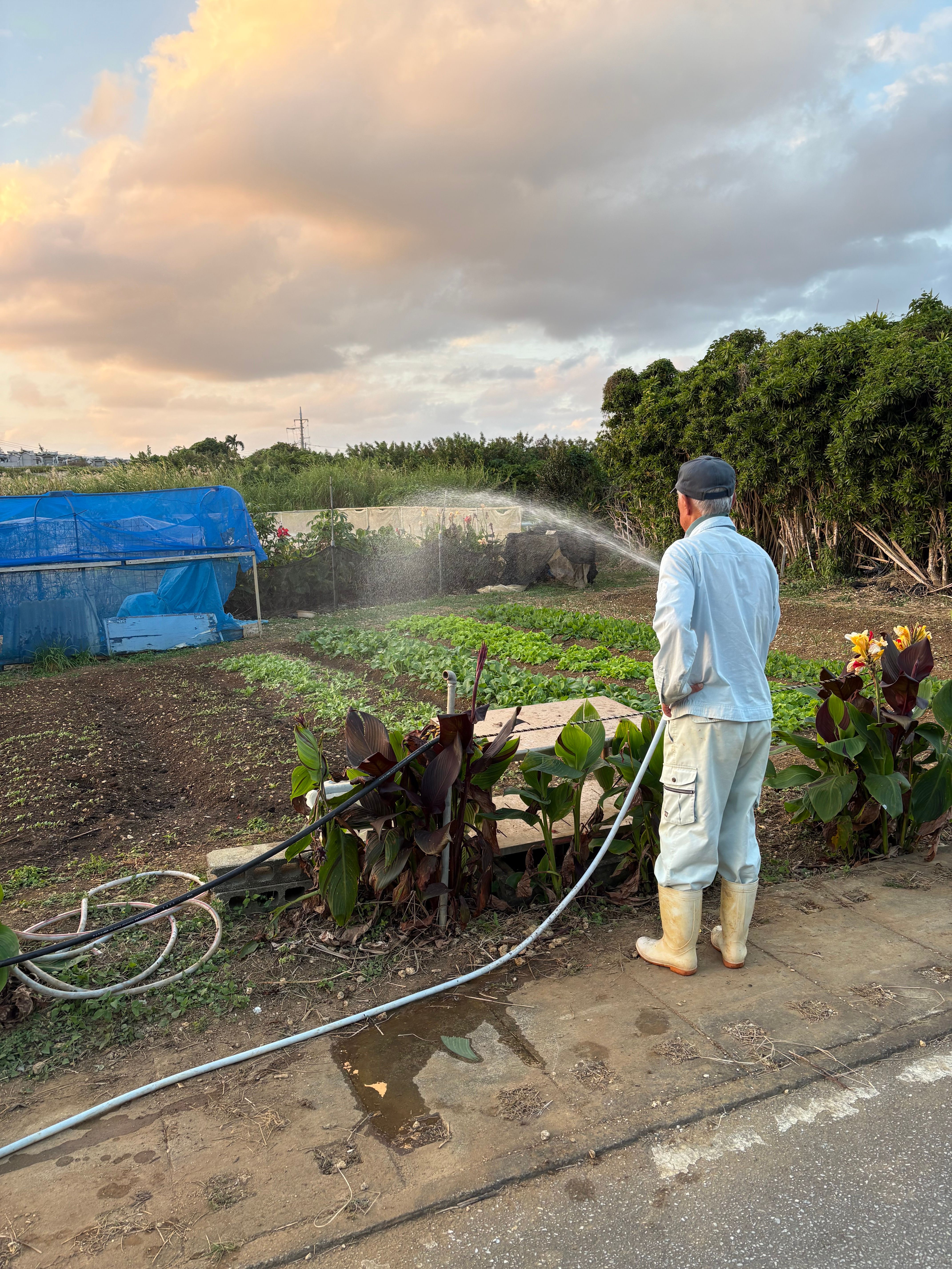 Farmer Watering Crops at Sunset in Okinawa · Free Stock Photo