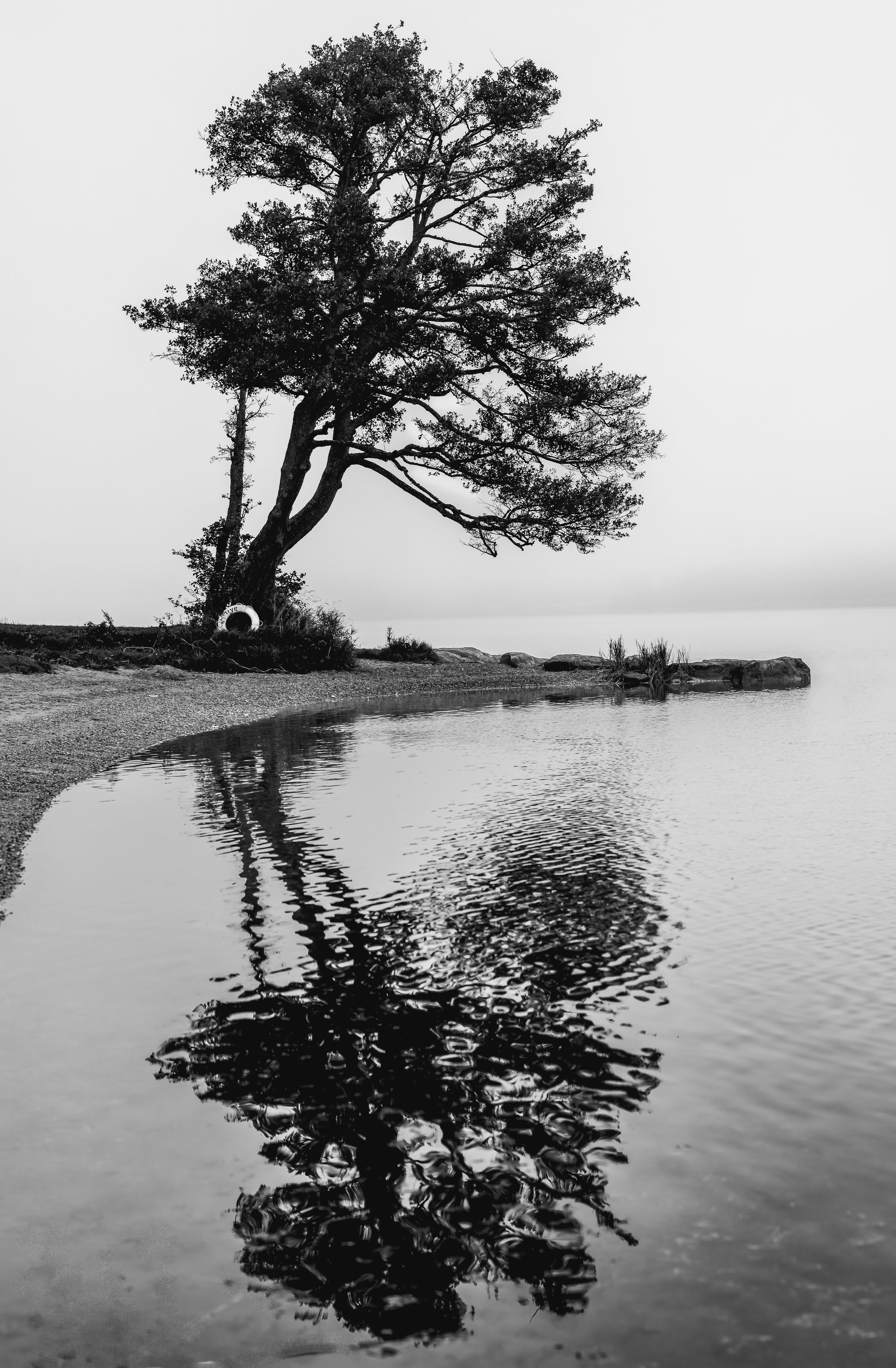 Black and White Solitary Tree Reflection at Lake · Free Stock Photo