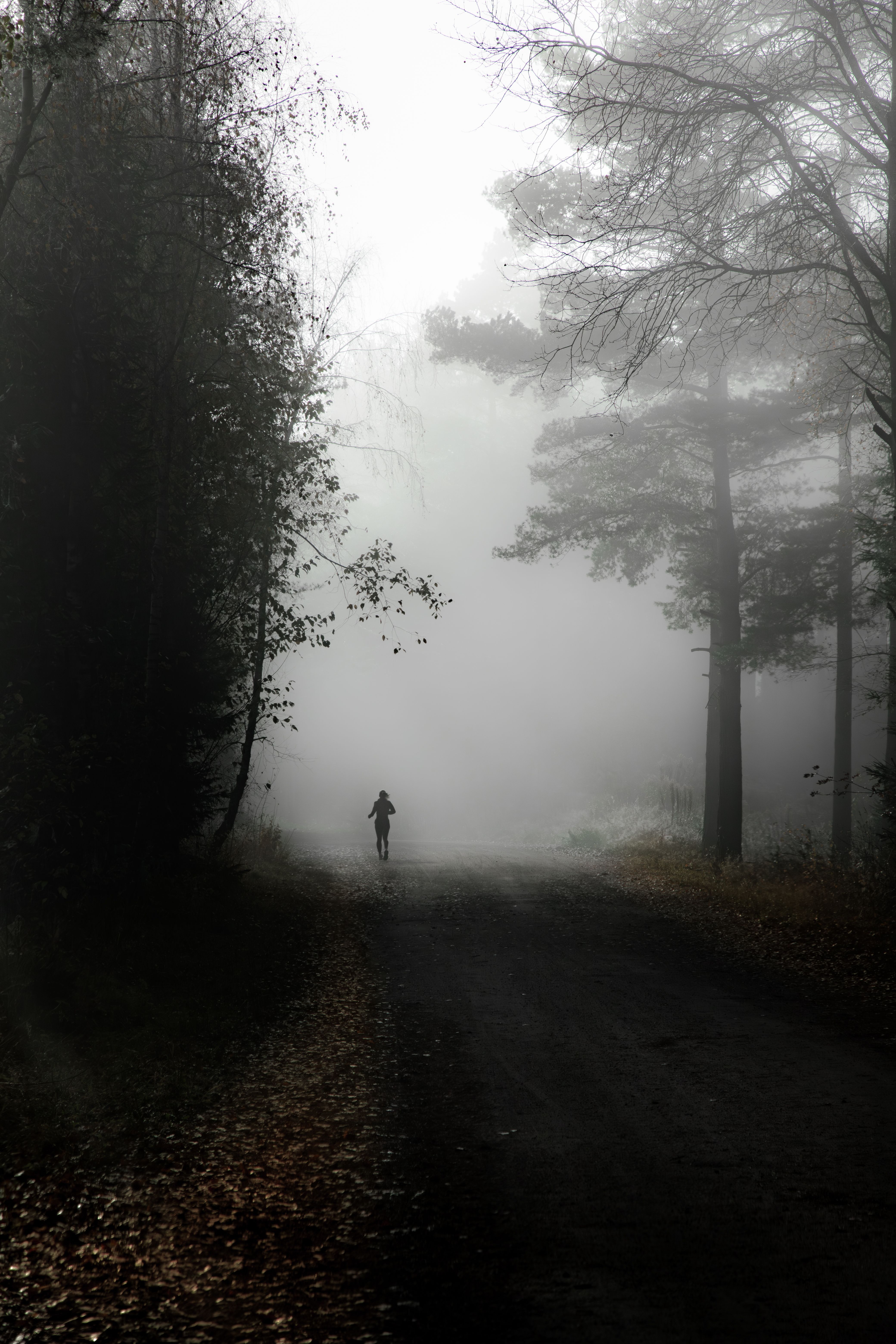 Foggy Morning Run Through Forest Path · Free Stock Photo