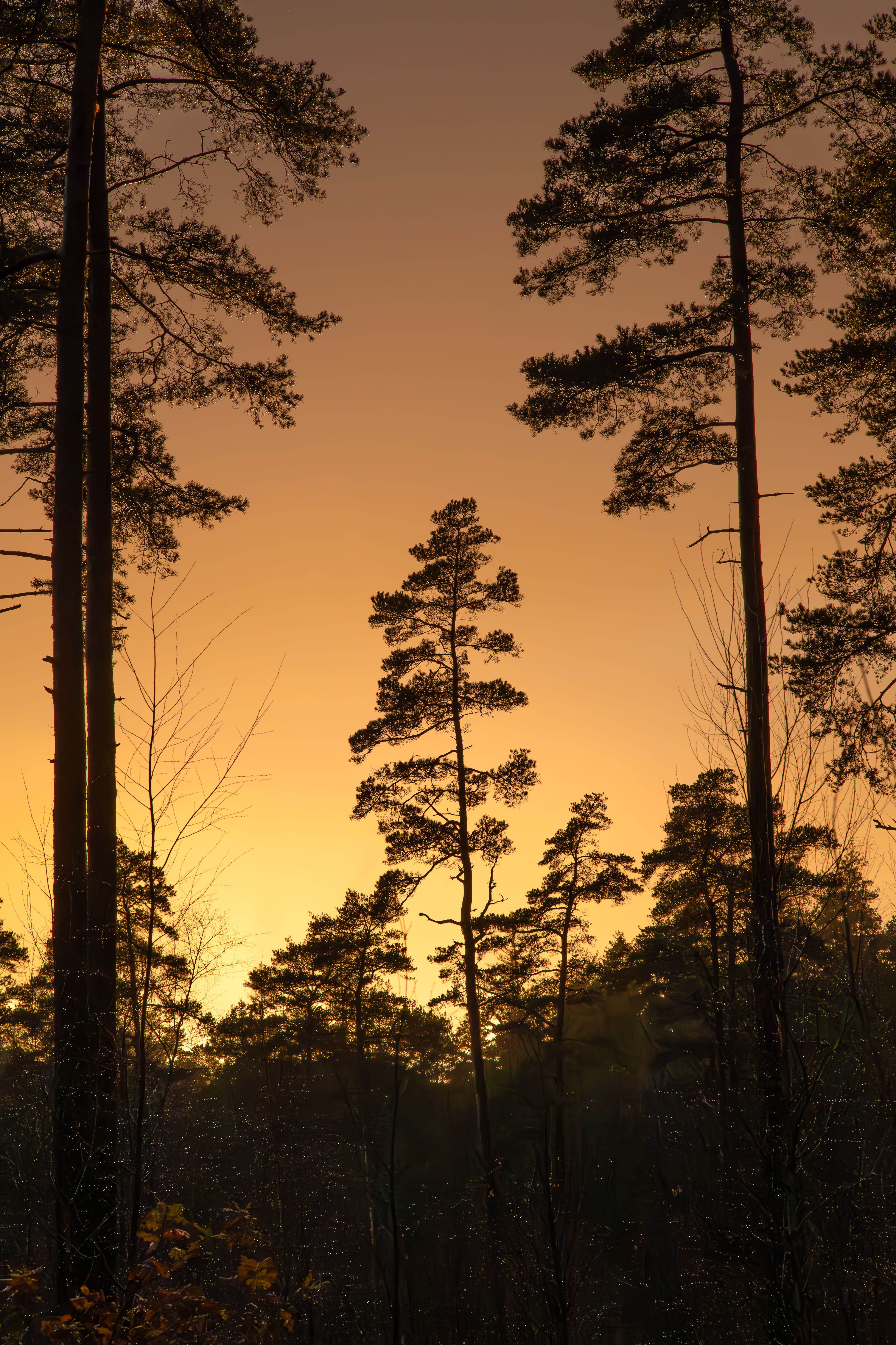 Stunning Sunset Through Forest Trees · Free Stock Photo