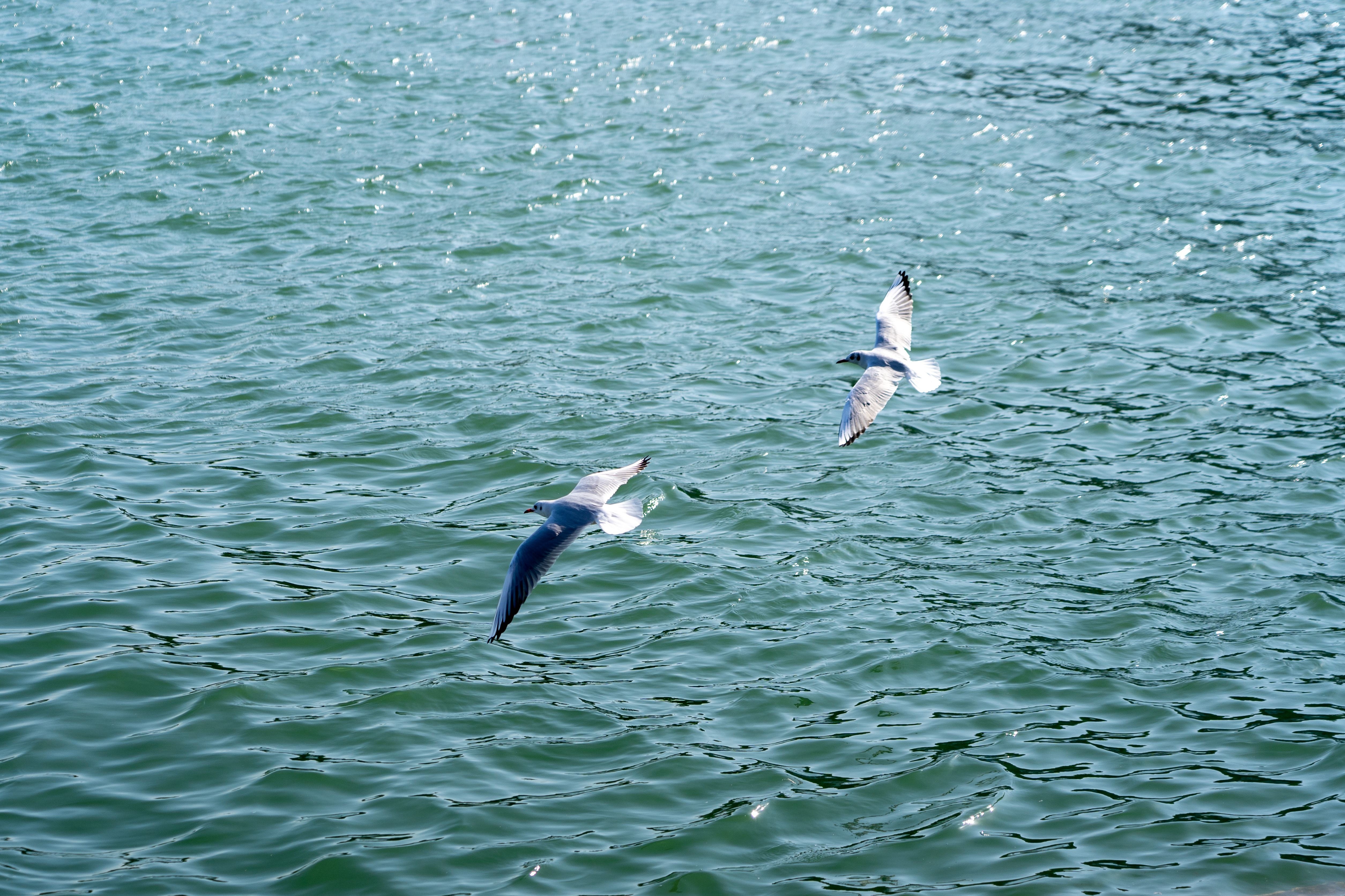 Seagulls Soaring Above Ocean Waters · Free Stock Photo