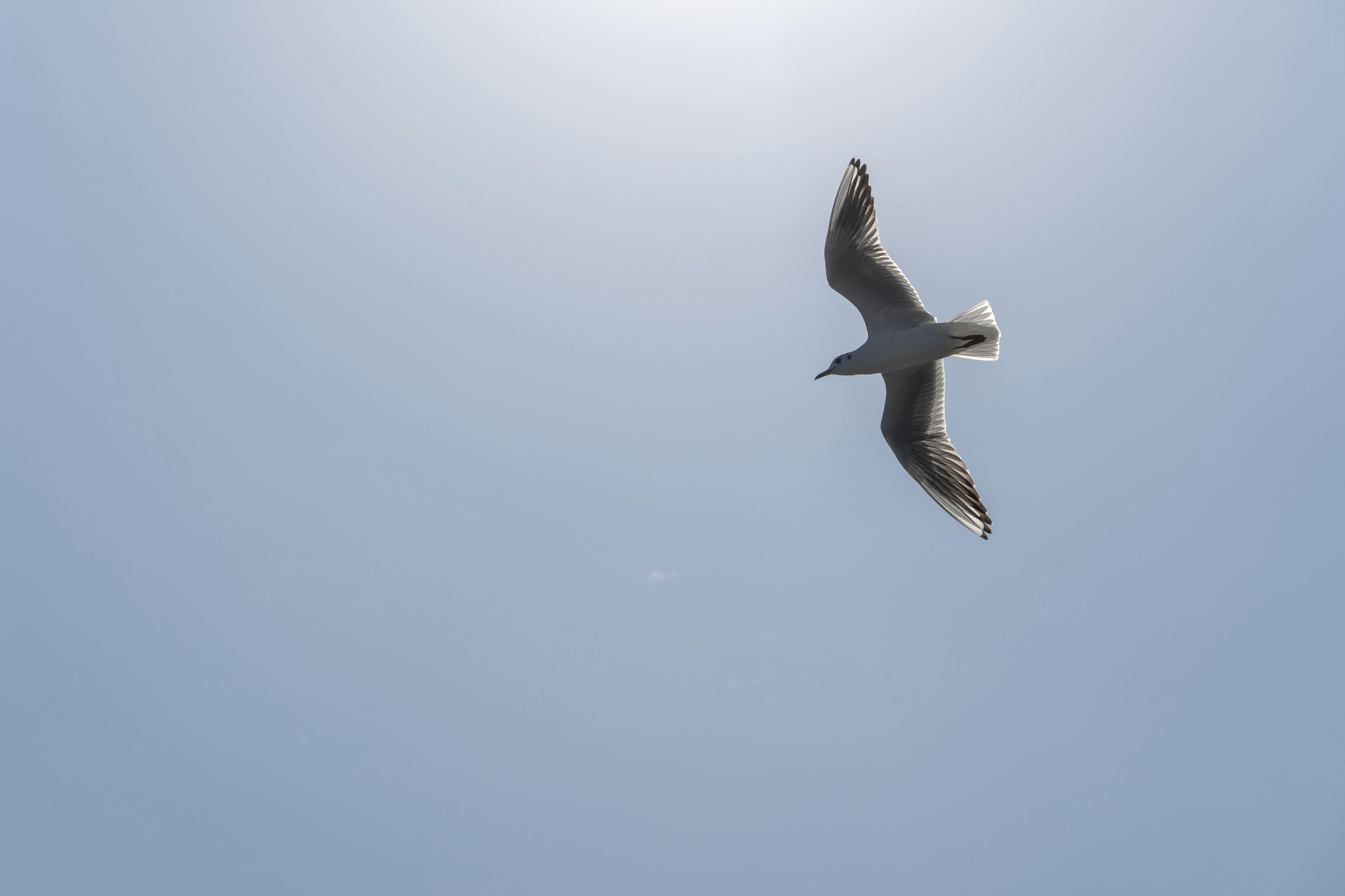 Free+The+Dis Photos, Download The BEST Free Free+The+Dis Stock Photos ...