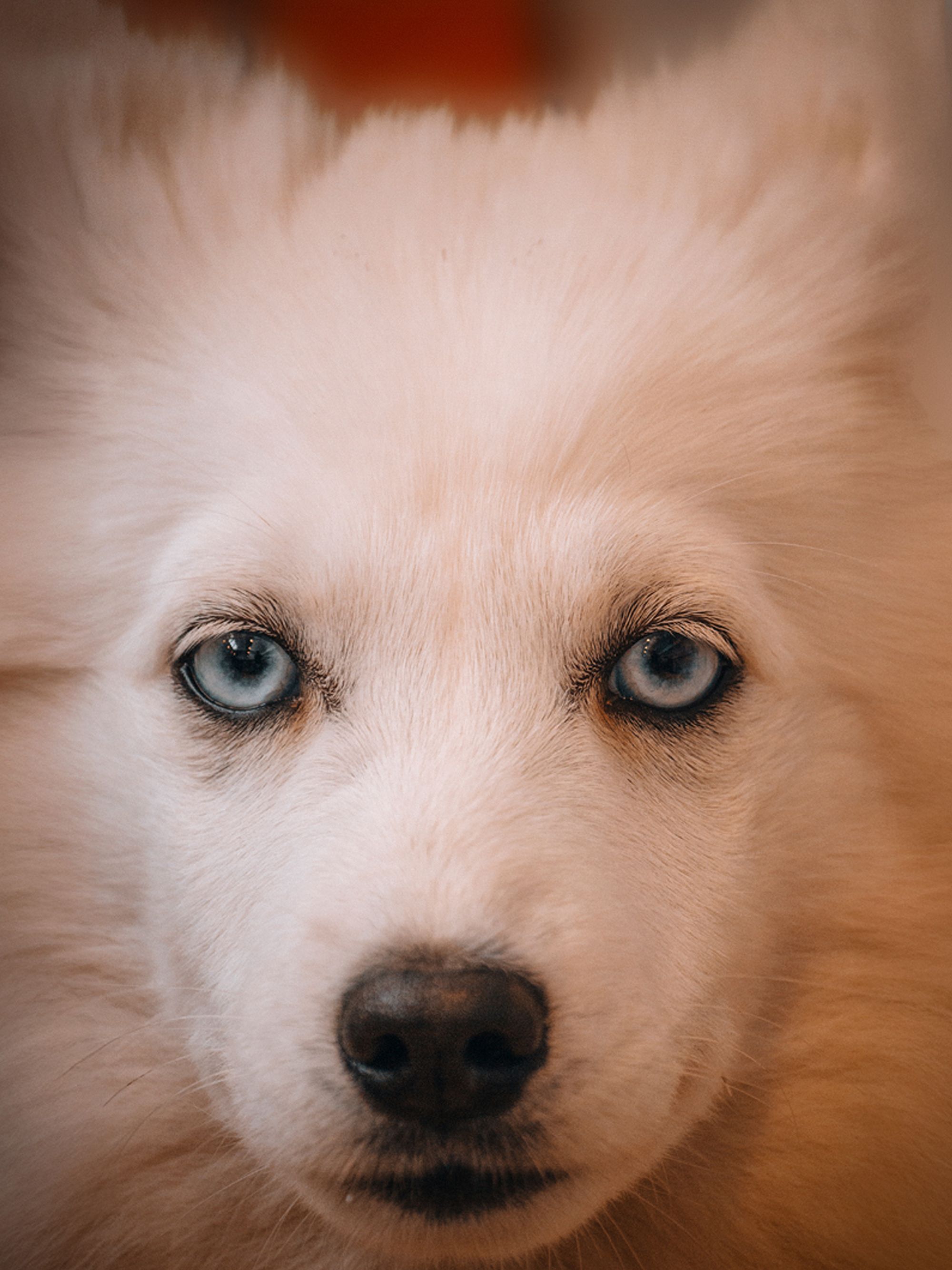 Somali Face Photos, Download The BEST Free Somali Face Stock Photos ...