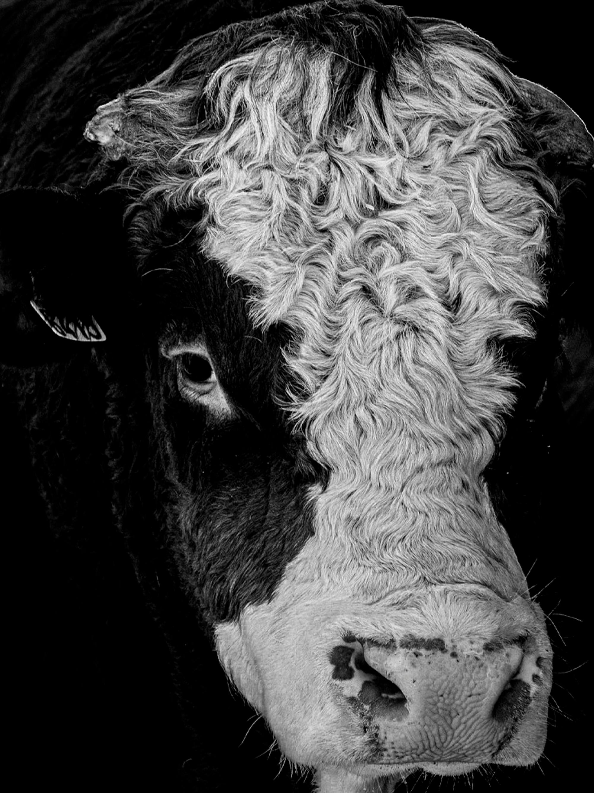 Goo+Goos+Face Photos, Download The BEST Free Goo+Goos+Face Stock Photos ...