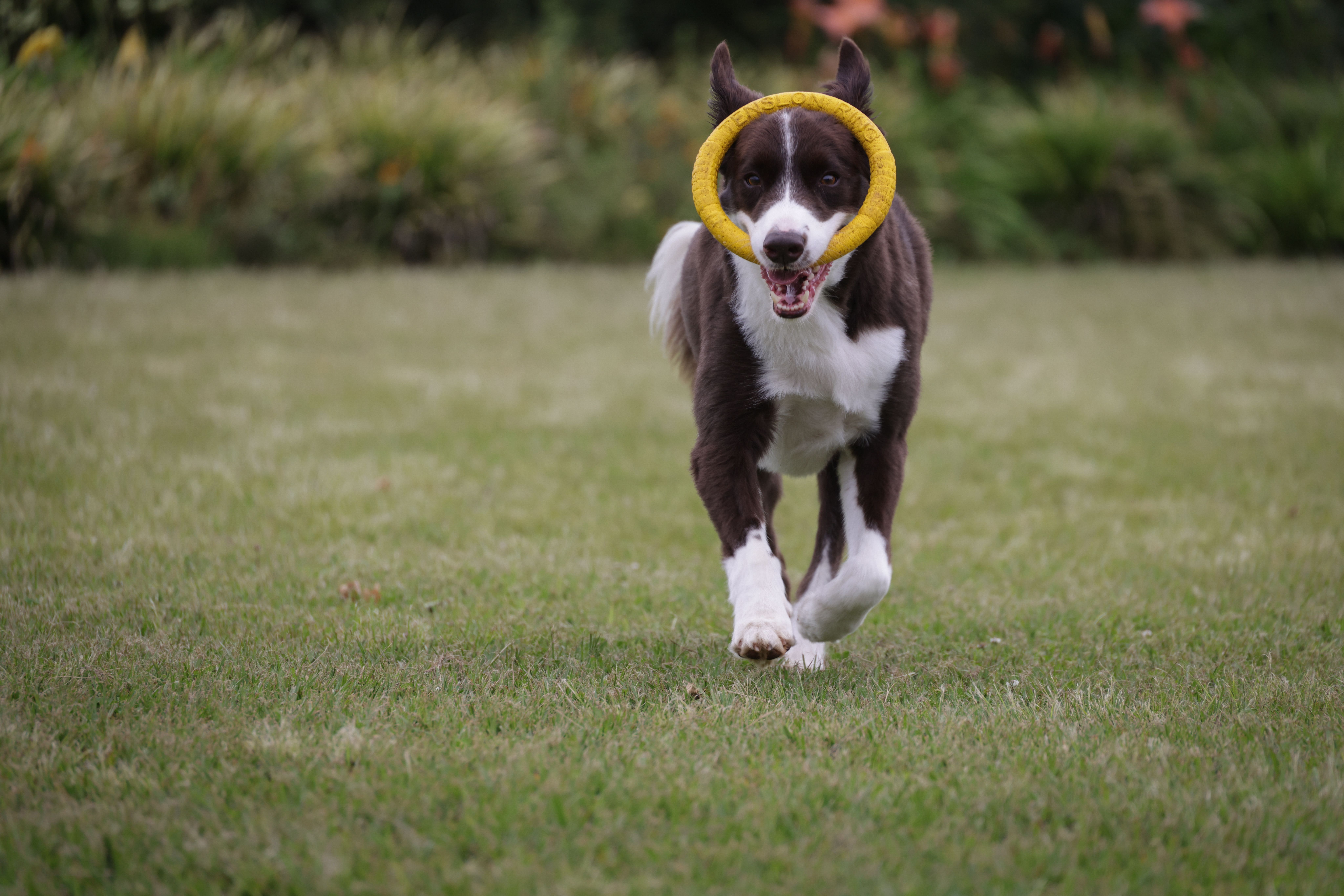 Energetic Border Collie Playing Outdoors · Free Stock Photo