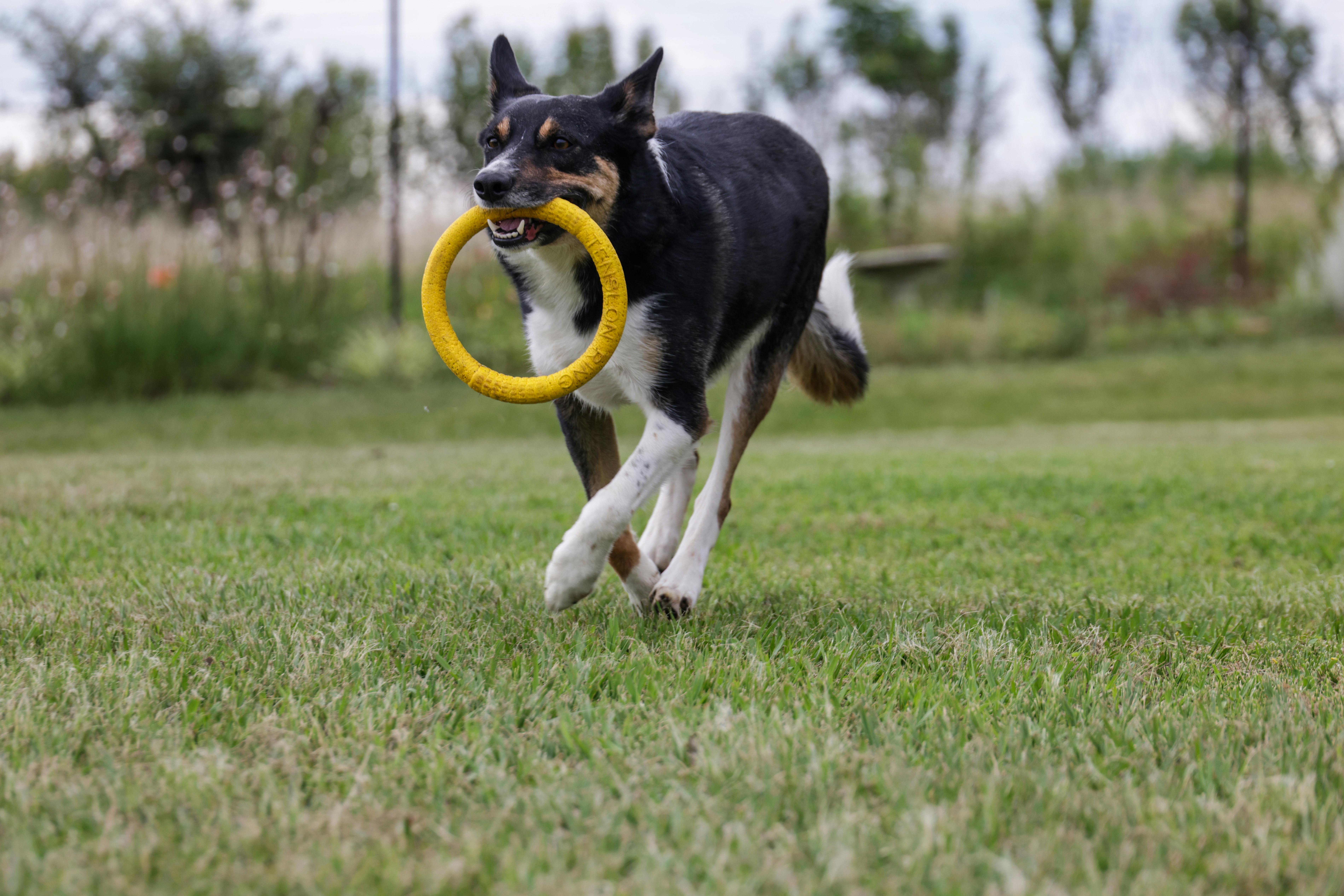 Agility Photos, Download The BEST Free Agility Stock Photos & HD Images