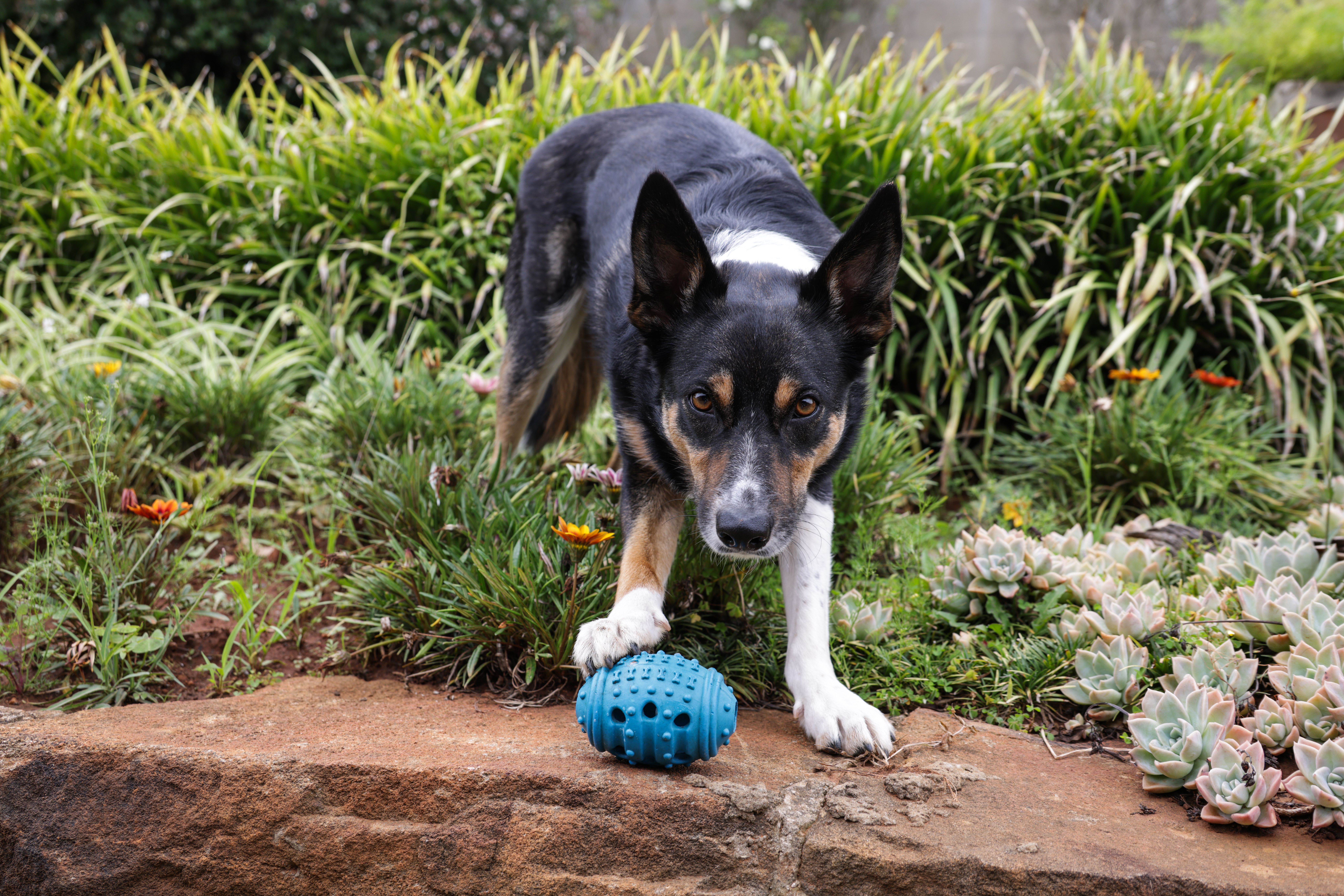 Playful Border Collie with Toy in Garden · Free Stock Photo