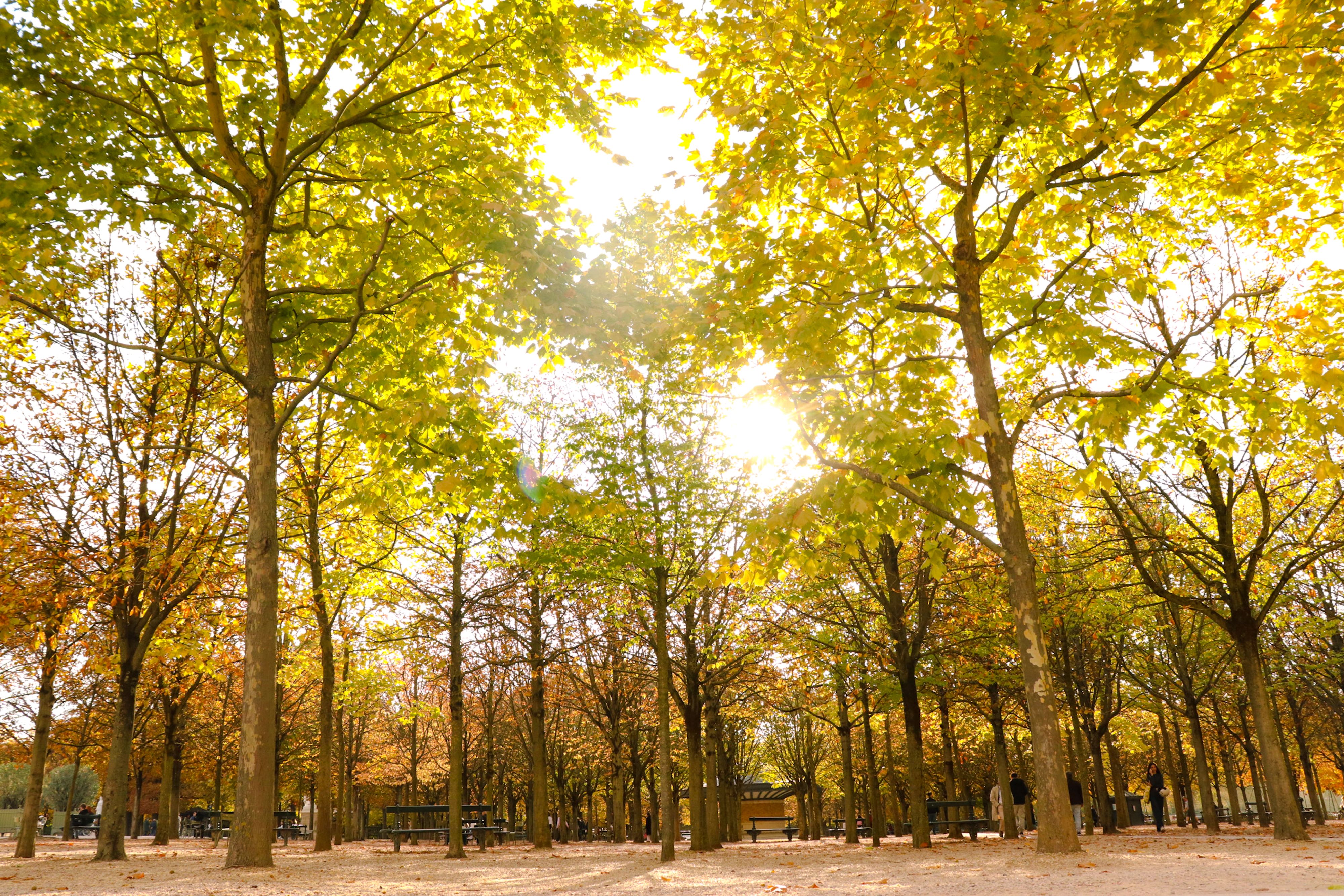 Sunlit Autumn Trees in Urban Park Setting · Free Stock Photo