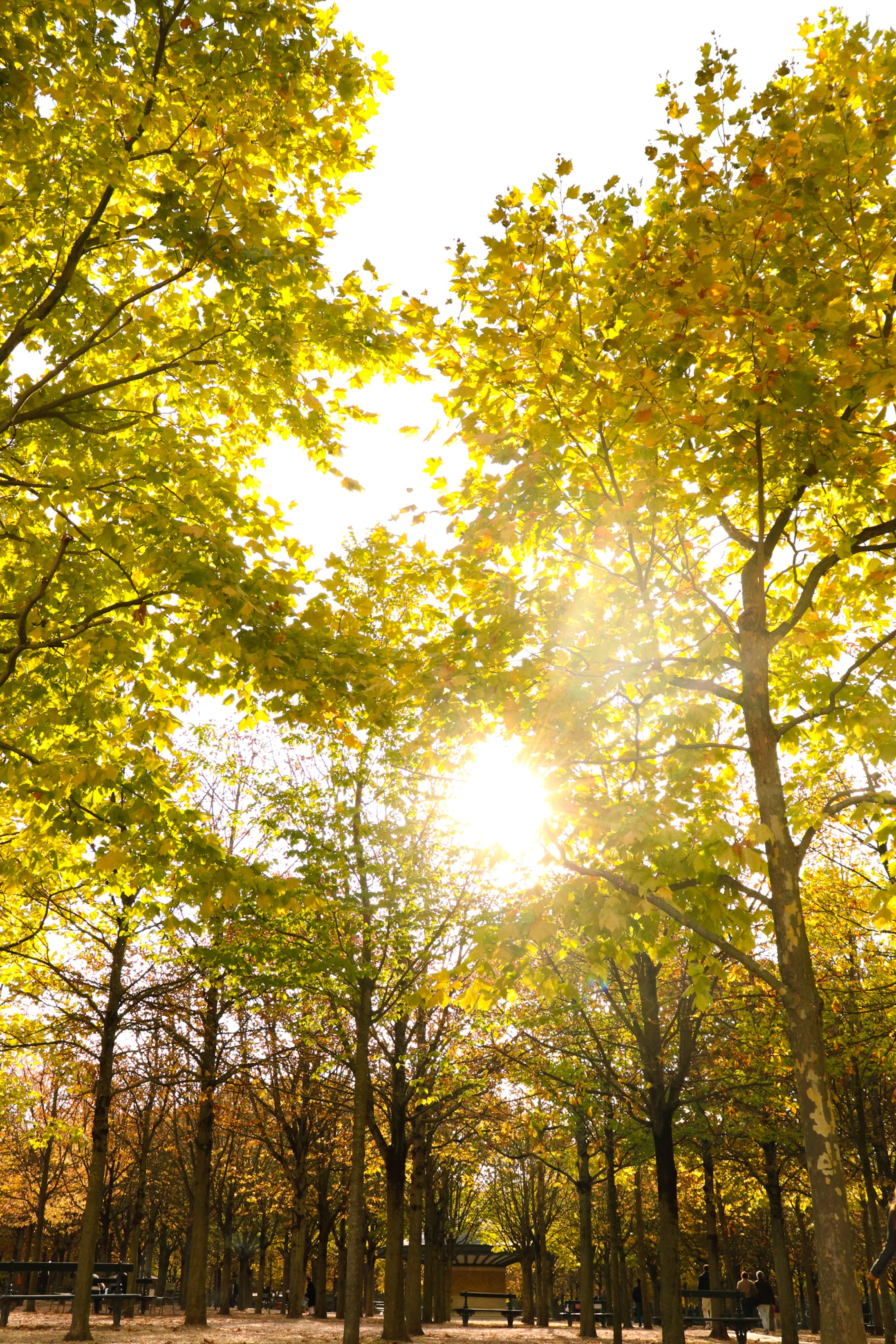 Sunlit Autumn Trees in a Serene Park Setting · Free Stock Photo
