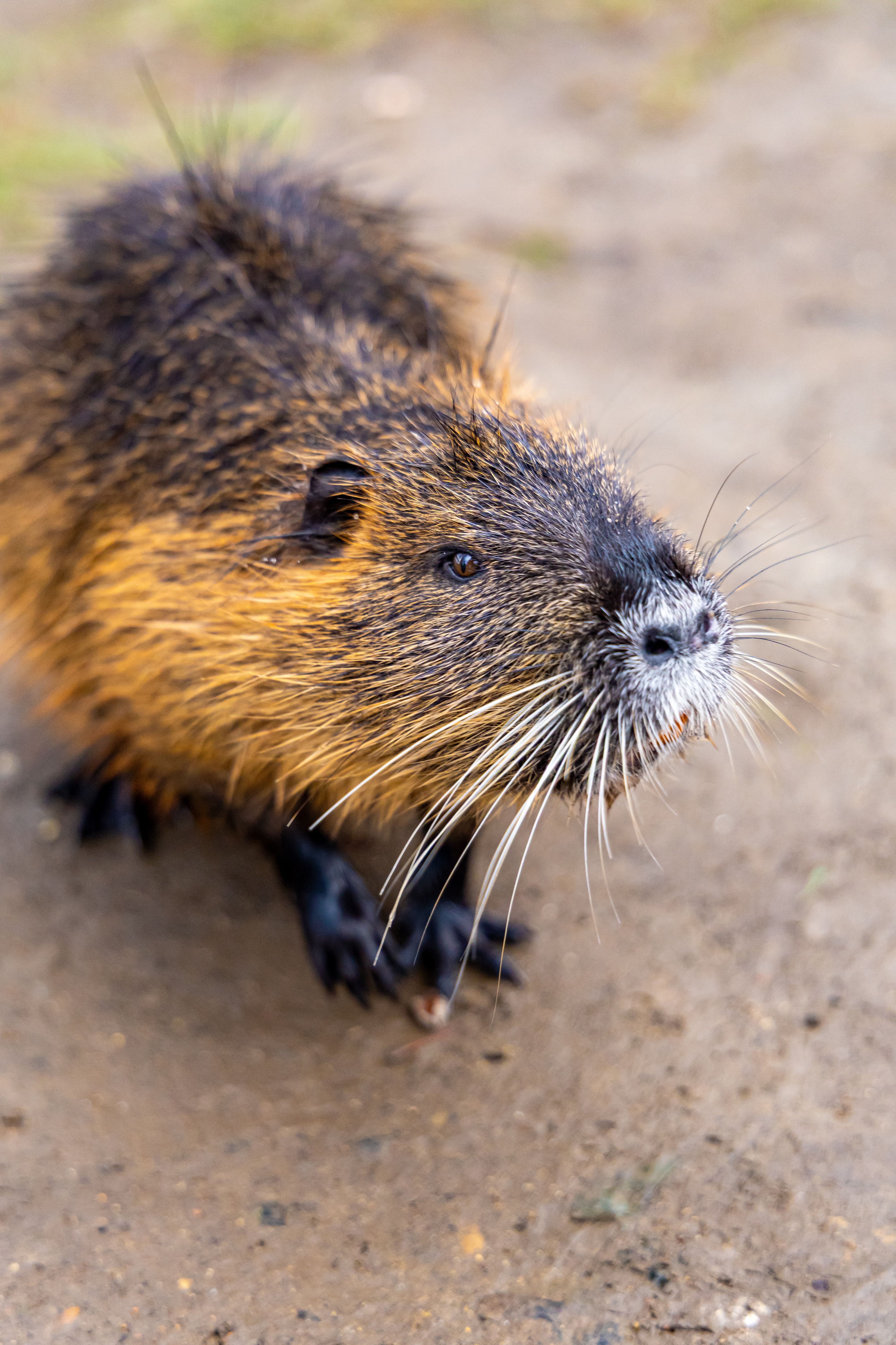Close-up of a Nutria on Muddy Ground · Free Stock Photo