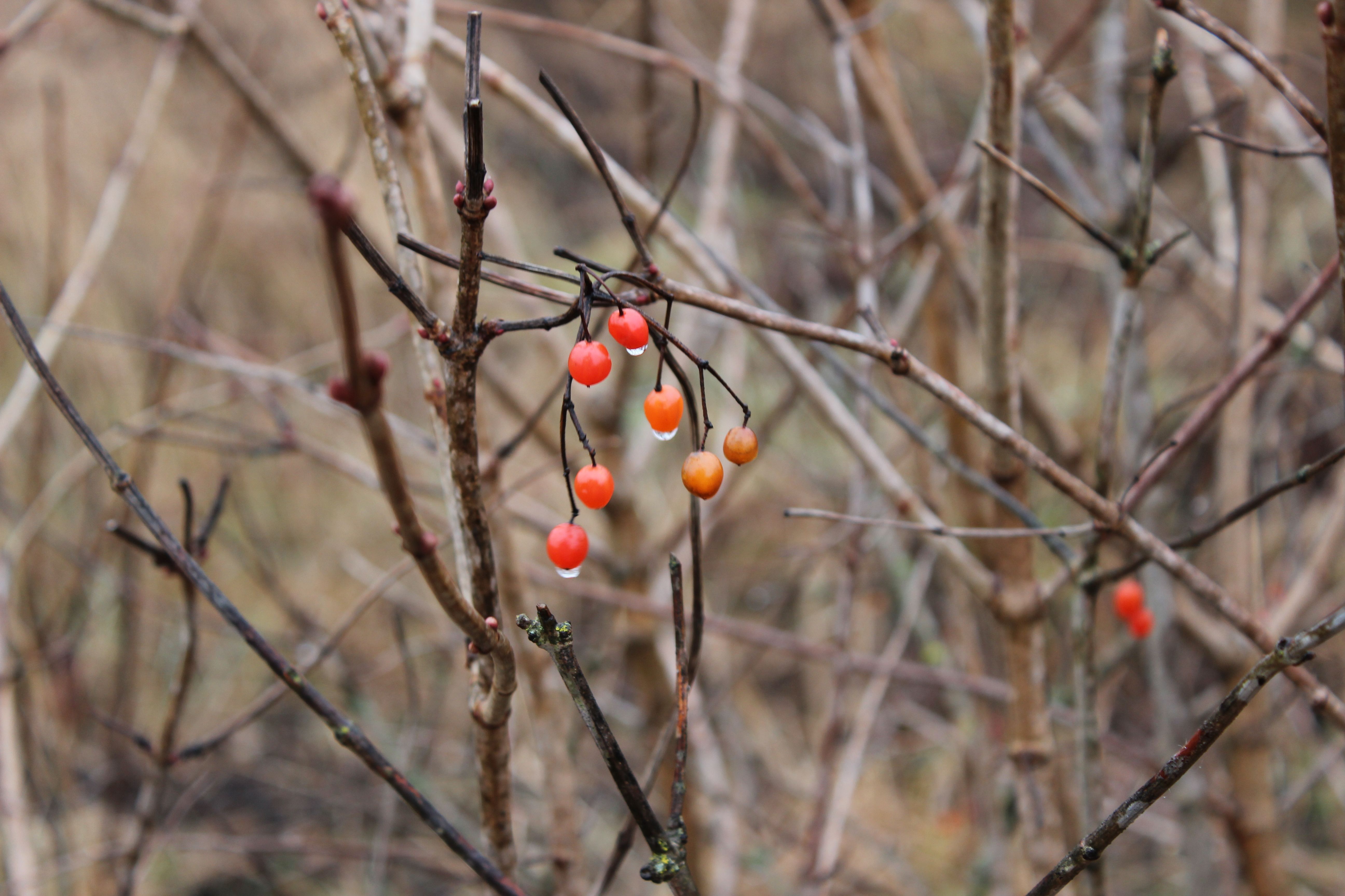 Close-up of Red Berries on Bare Winter Branches · Free Stock Photo