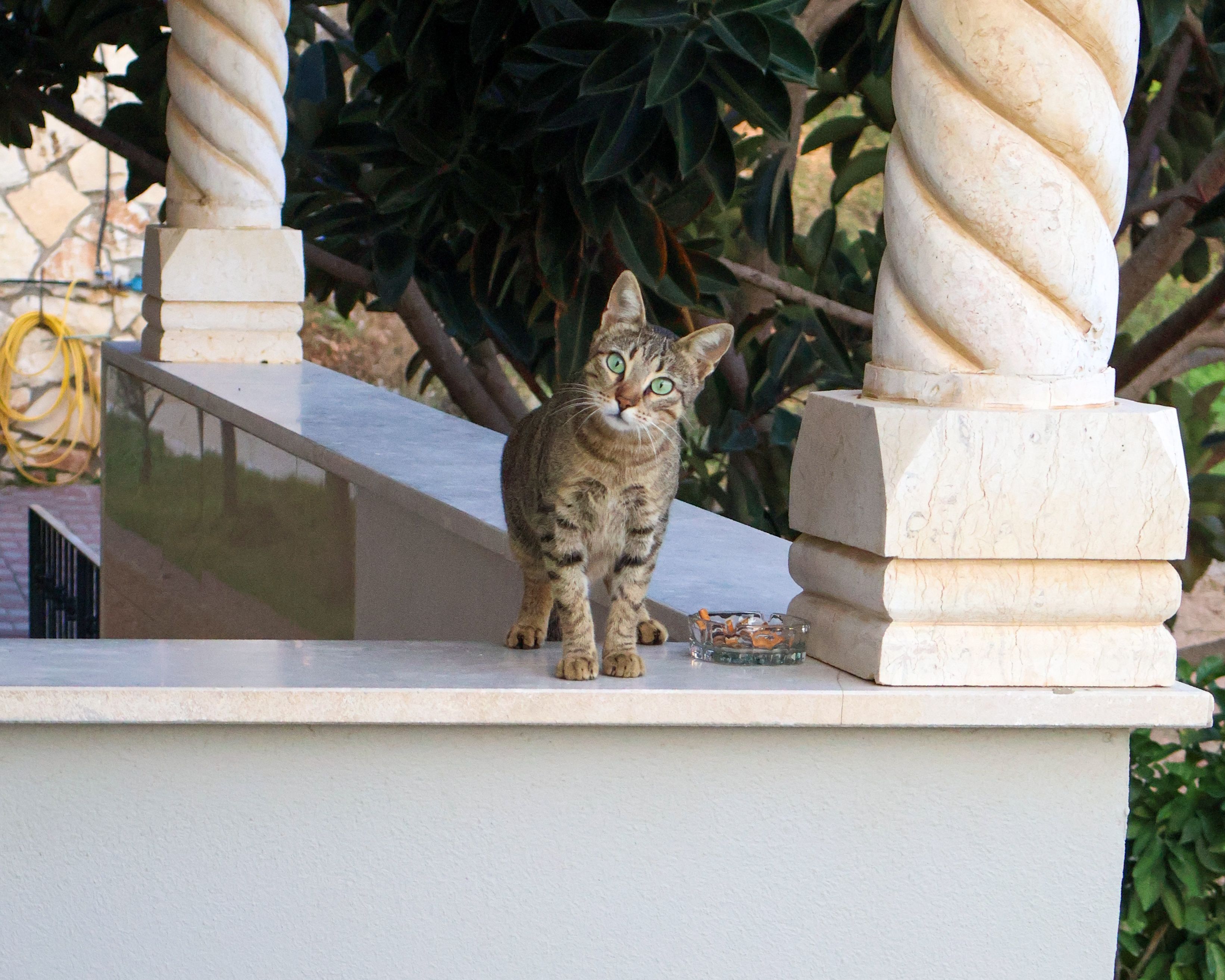 Goofy Cat Photos, Download The BEST Free Goofy Cat Stock Photos & HD Images