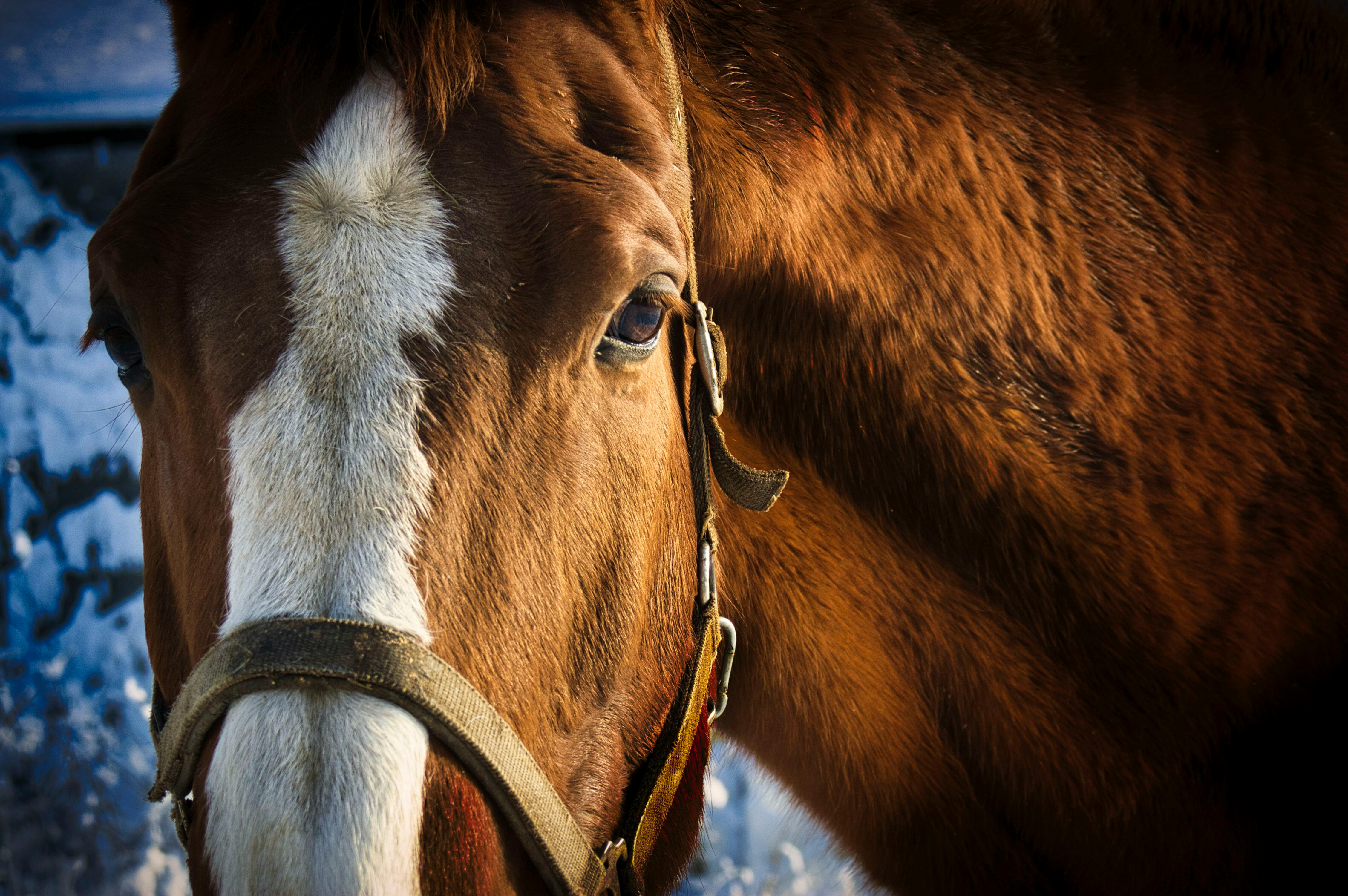 Somali Face Photos, Download The BEST Free Somali Face Stock Photos ...