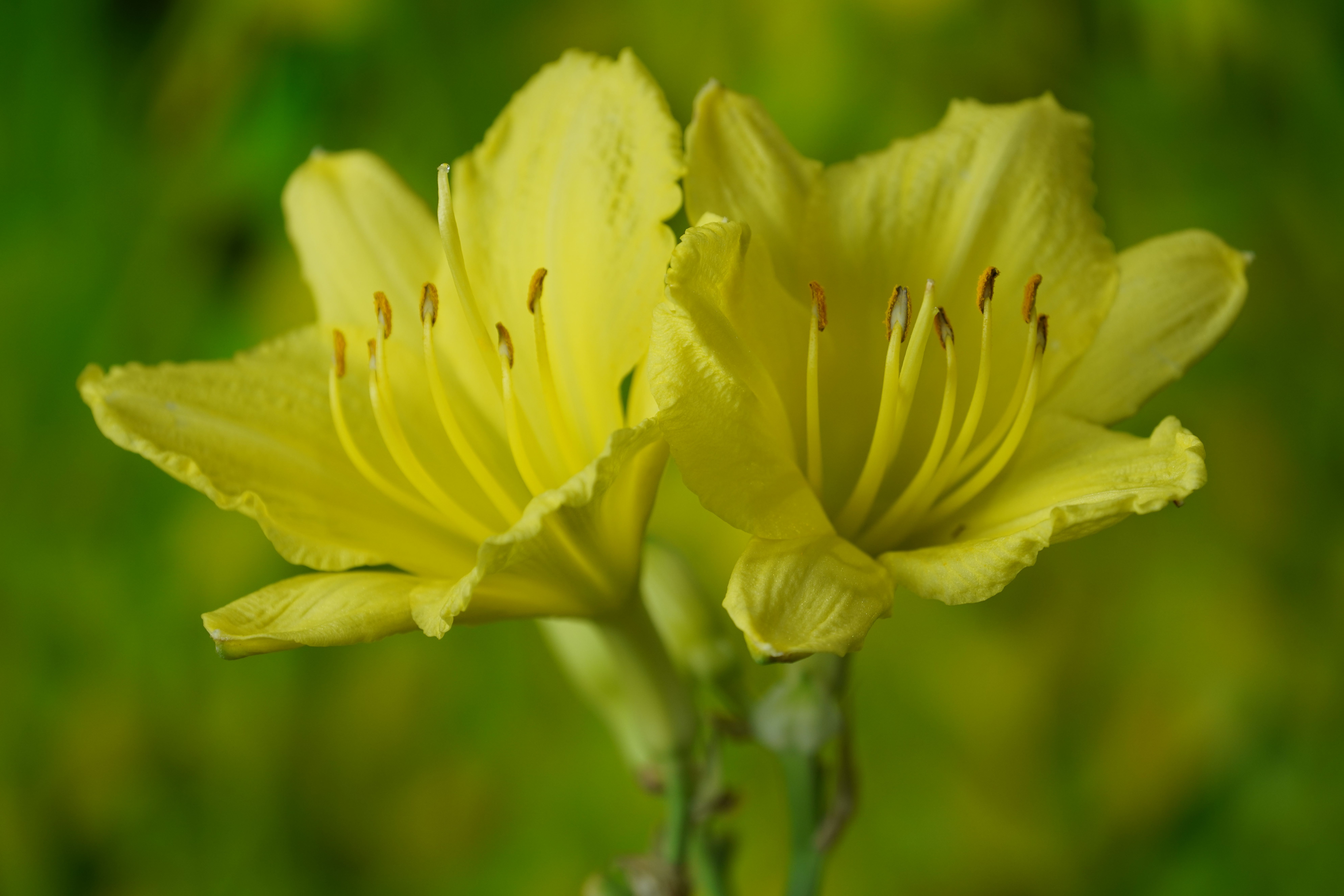 Blooming Flowers Photos, Download The BEST Free Blooming Flowers Stock ...