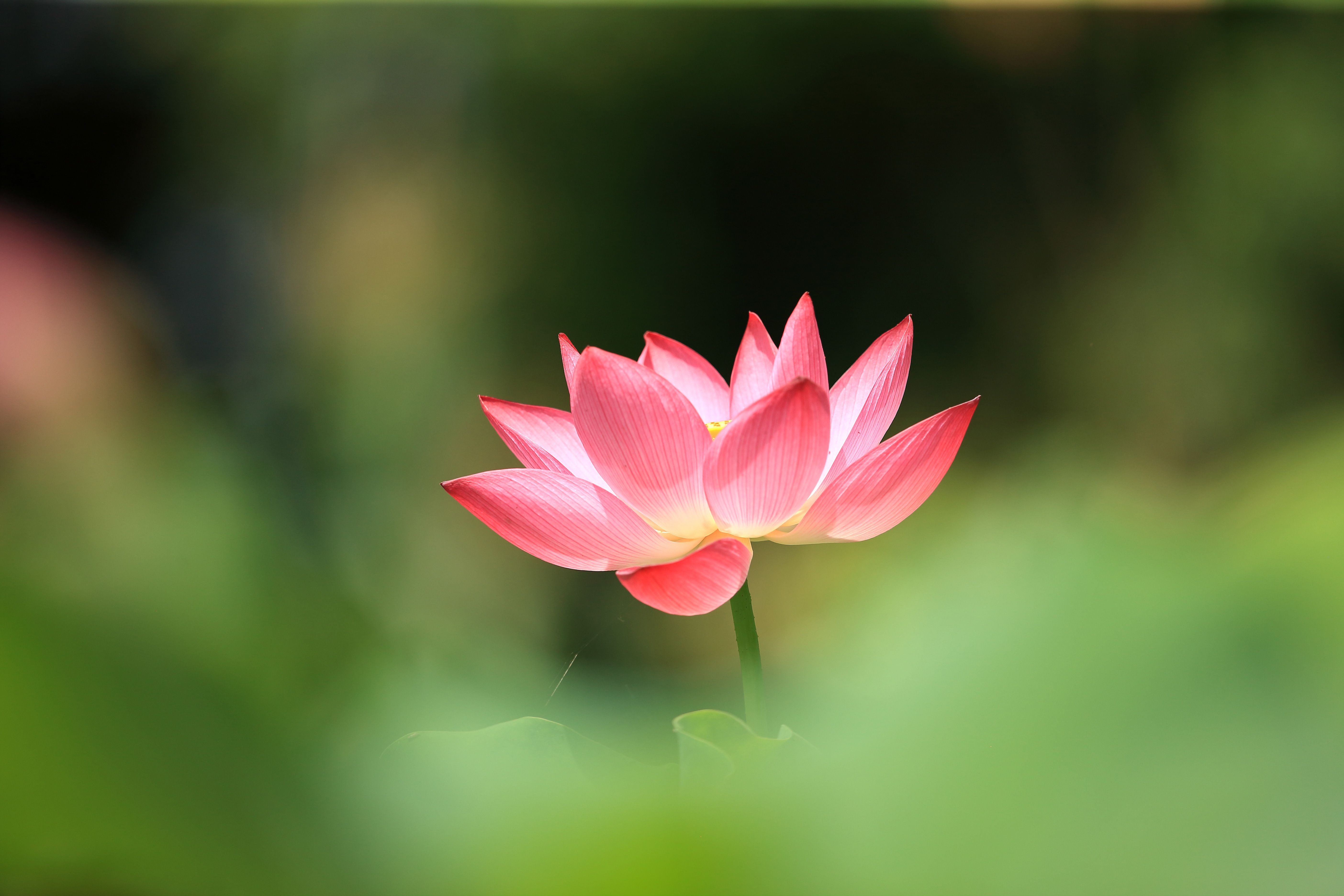 Flower Buke Png Photos, Download The BEST Free Flower Buke Png Stock ...