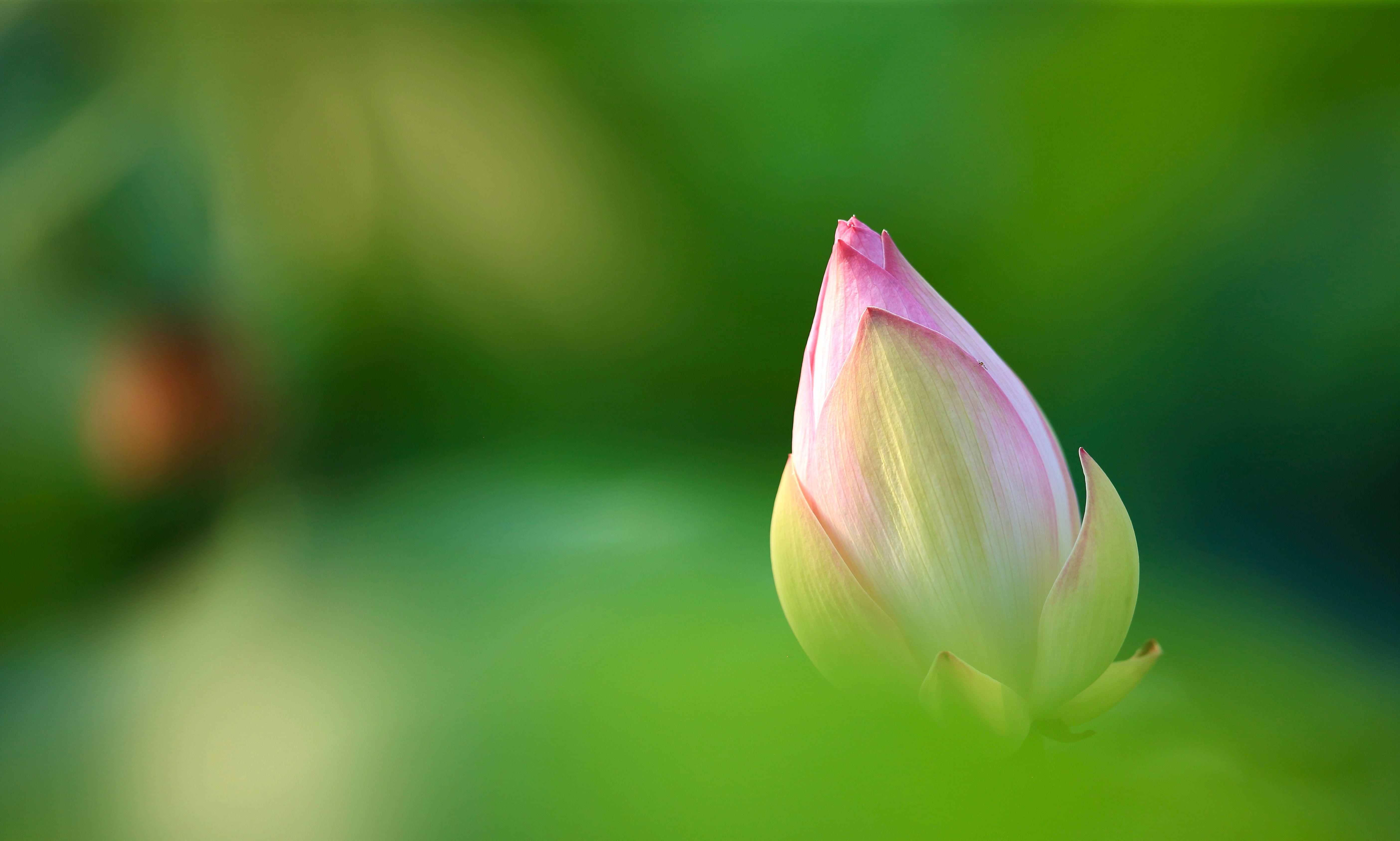Lotus+Green+Color Photos, Download The BEST Free Lotus+Green+Color ...